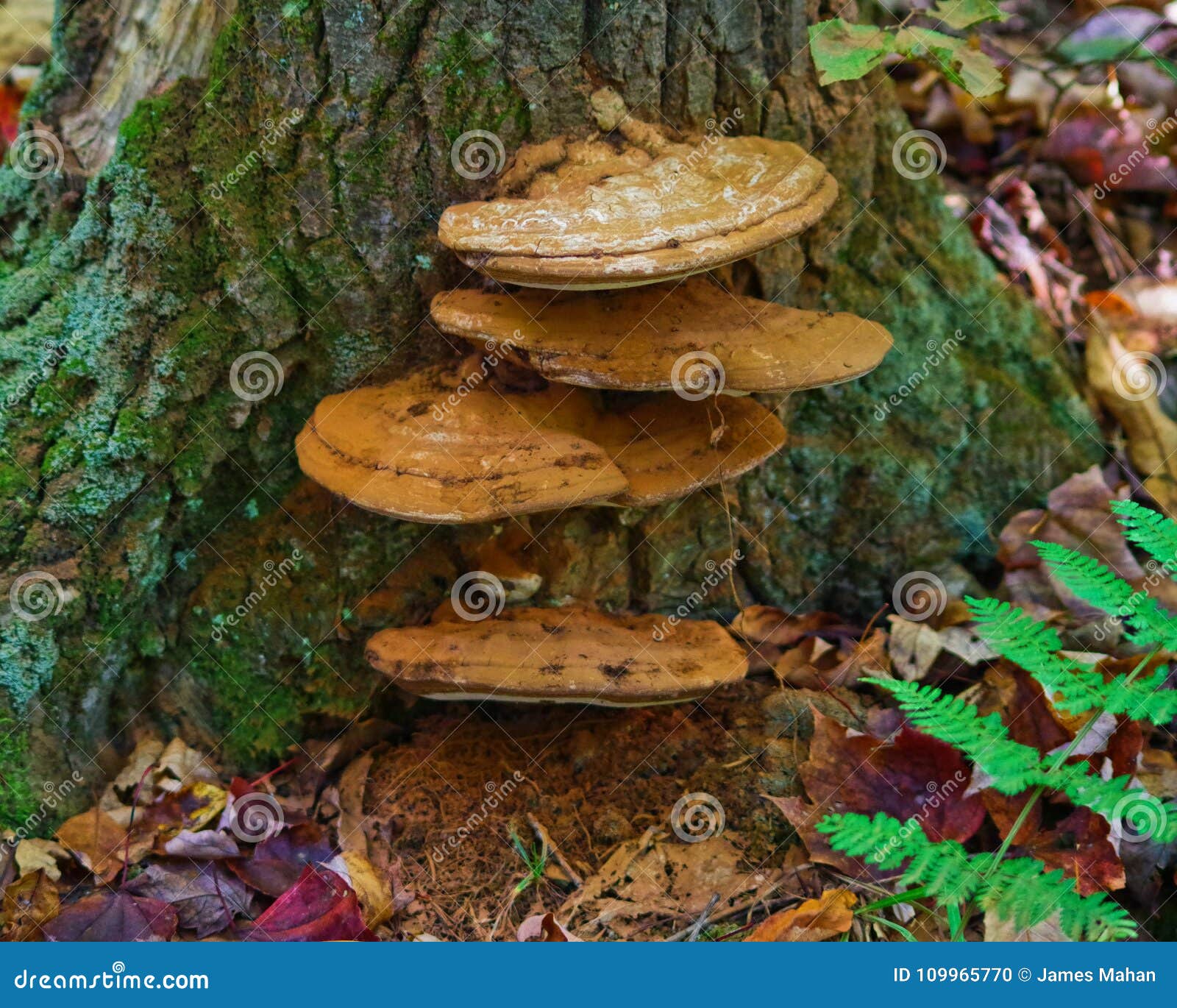 Artist Conk Growing on a Tree Stock Photo - Image of gandoderma, immune ...