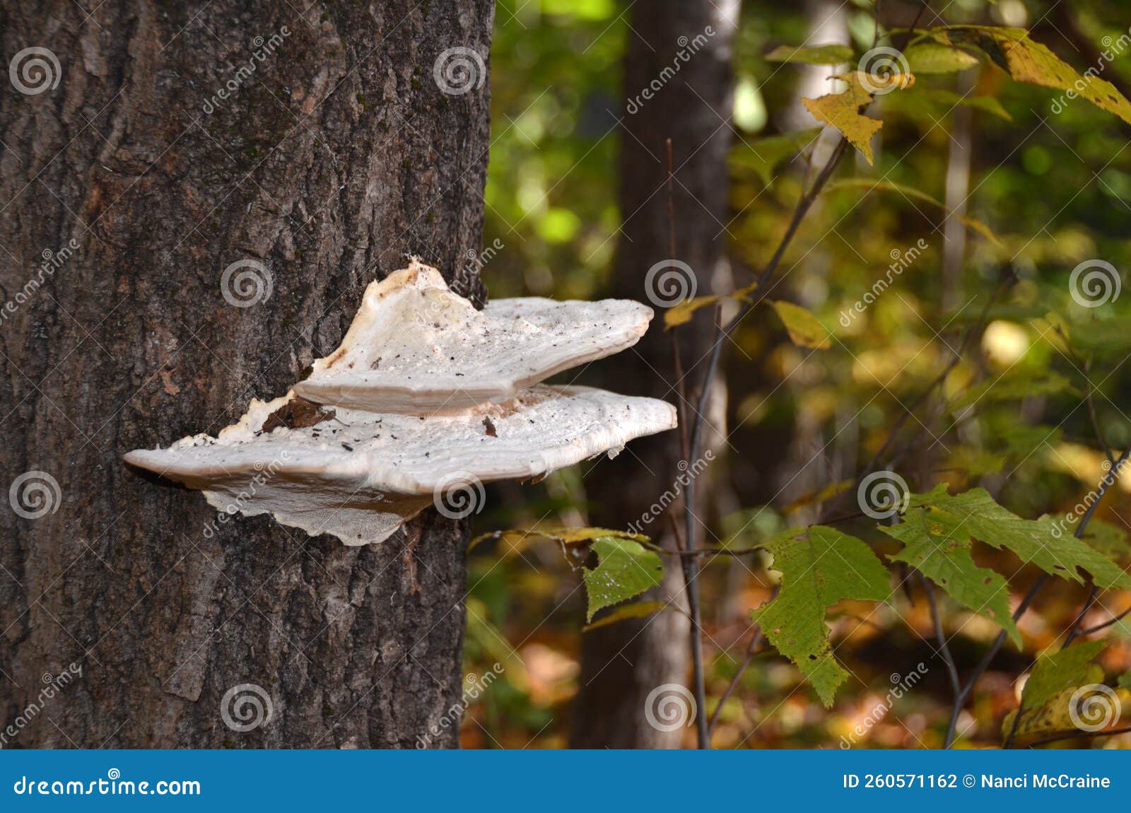 Artist Fungus Grows on CNY Forest Trees Stock Photo - Image of fungus ...