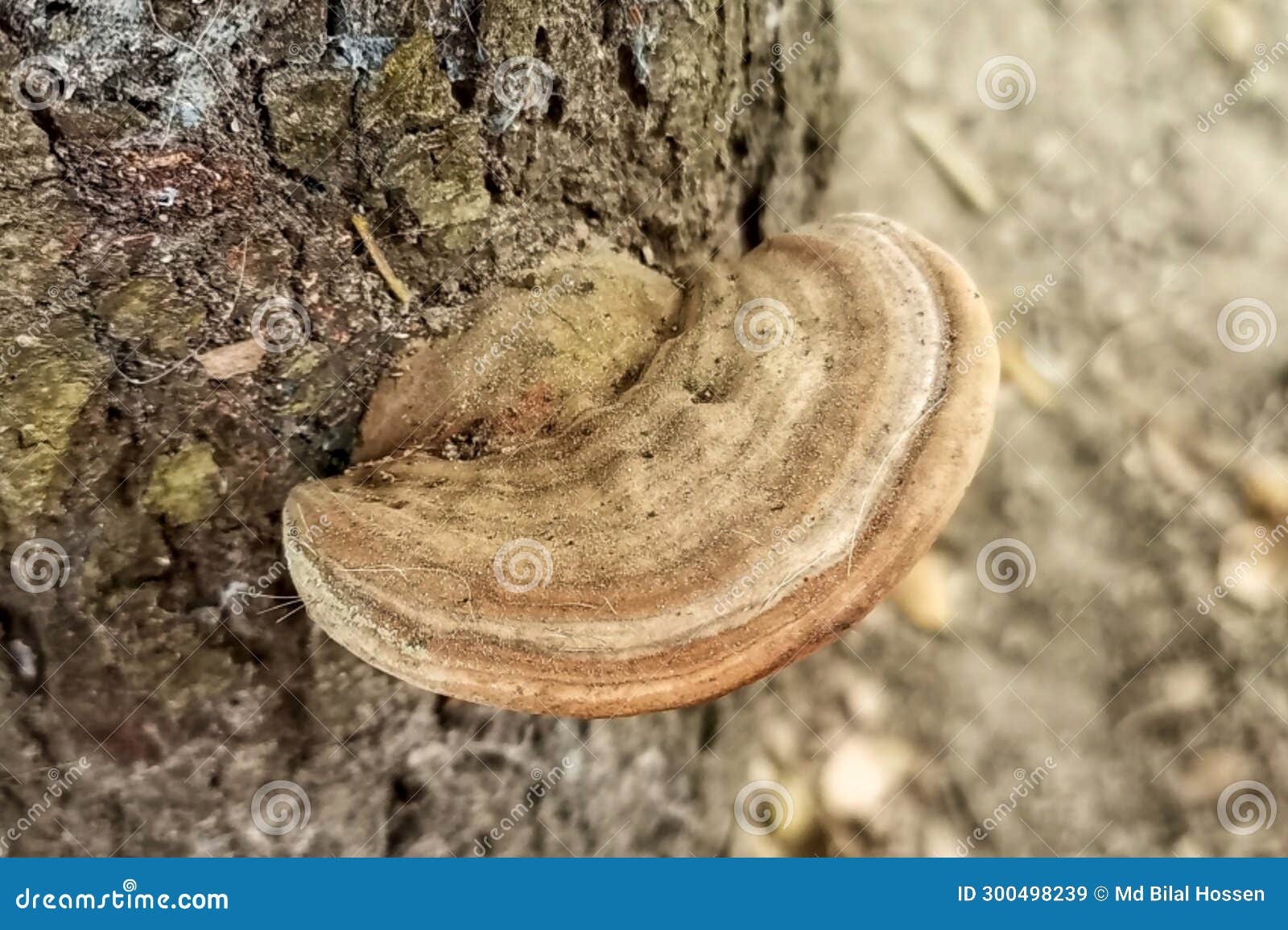 Artist S Bracket. Ganoderma Applanatum is a Bracket Fungus with a ...