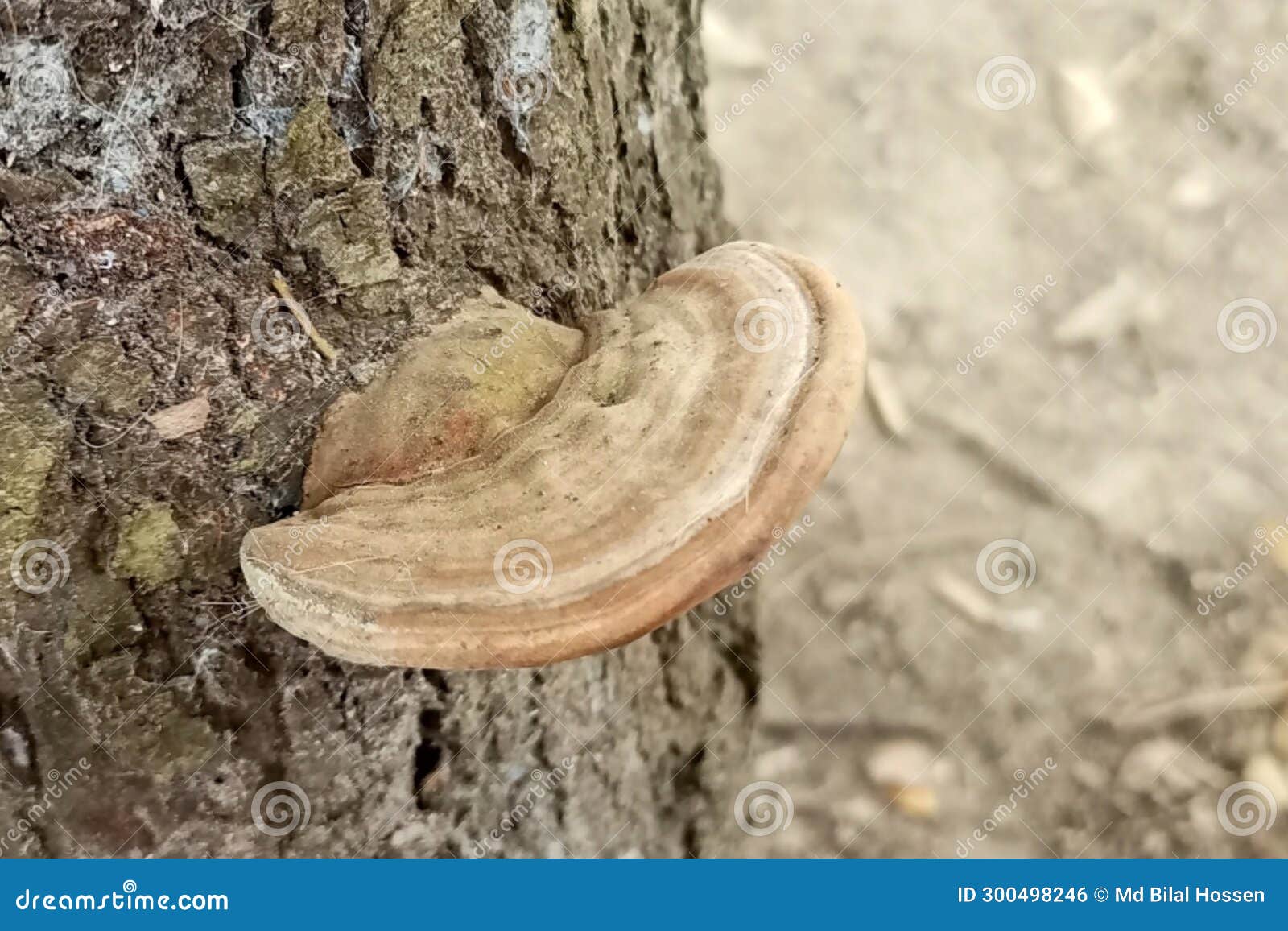 Artist S Bracket. Ganoderma Applanatum is a Bracket Fungus with a ...