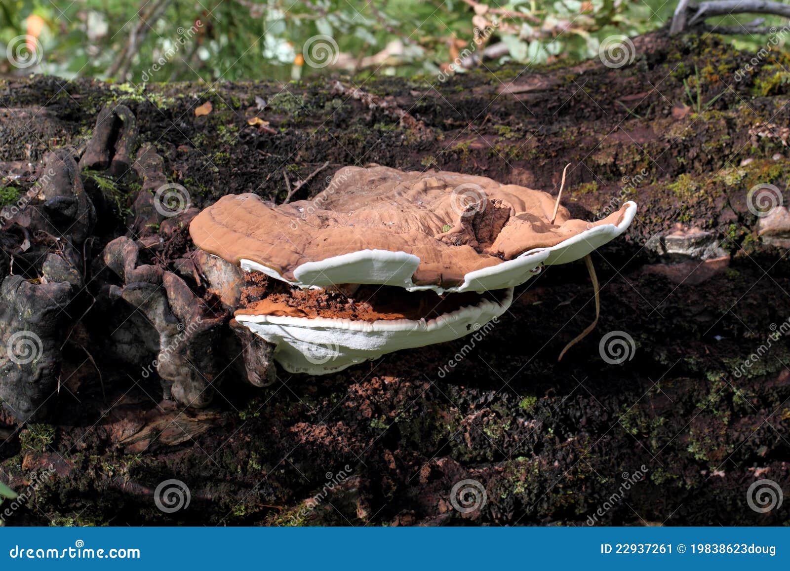 Artist s Conk stock image. Image of parasite, cottonwood - 22937261