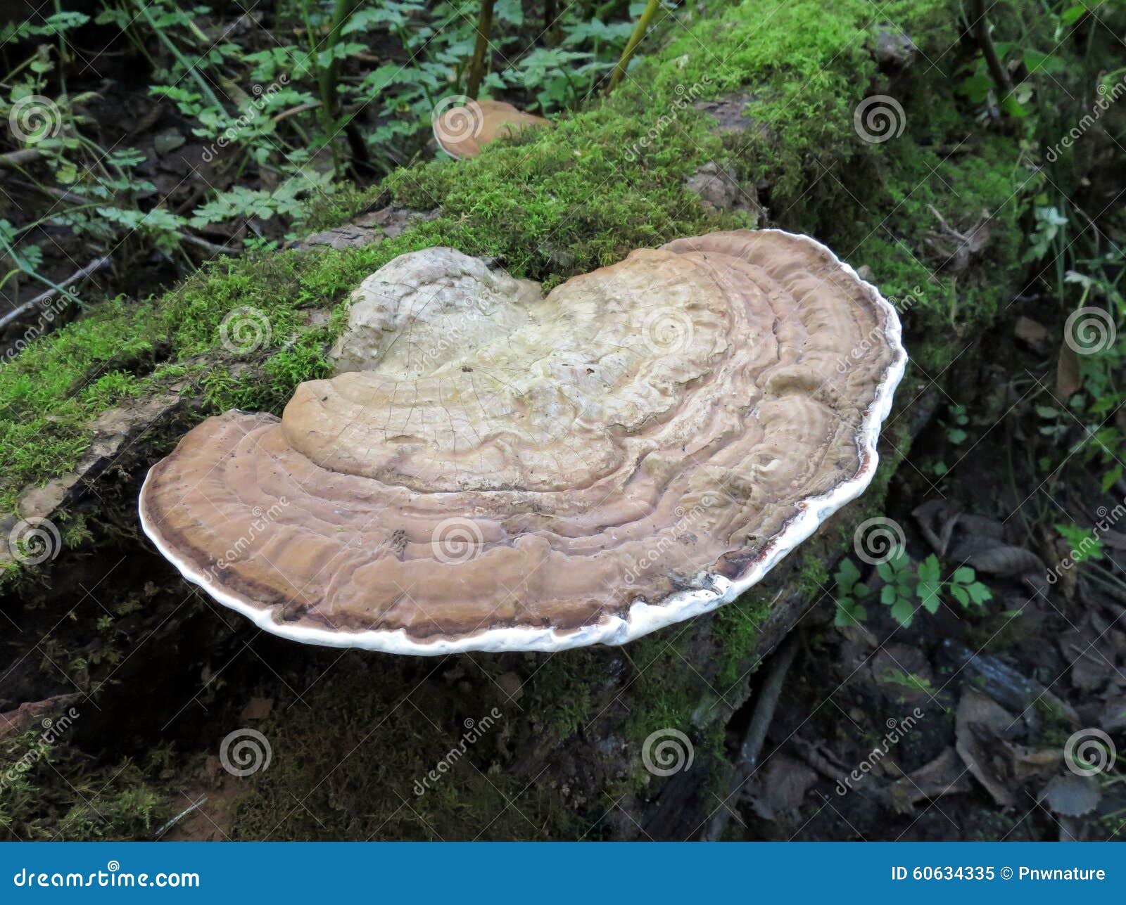 Artist S Conk - Ganoderma Applanatum Stock Image - Image of mushroom ...