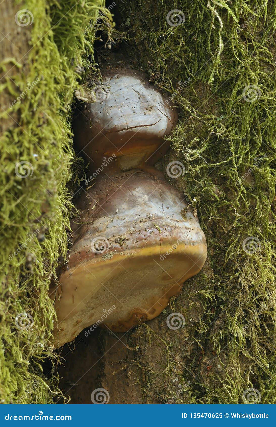 Artist`s Fungus stock image. Image of portrait, moss - 135470625
