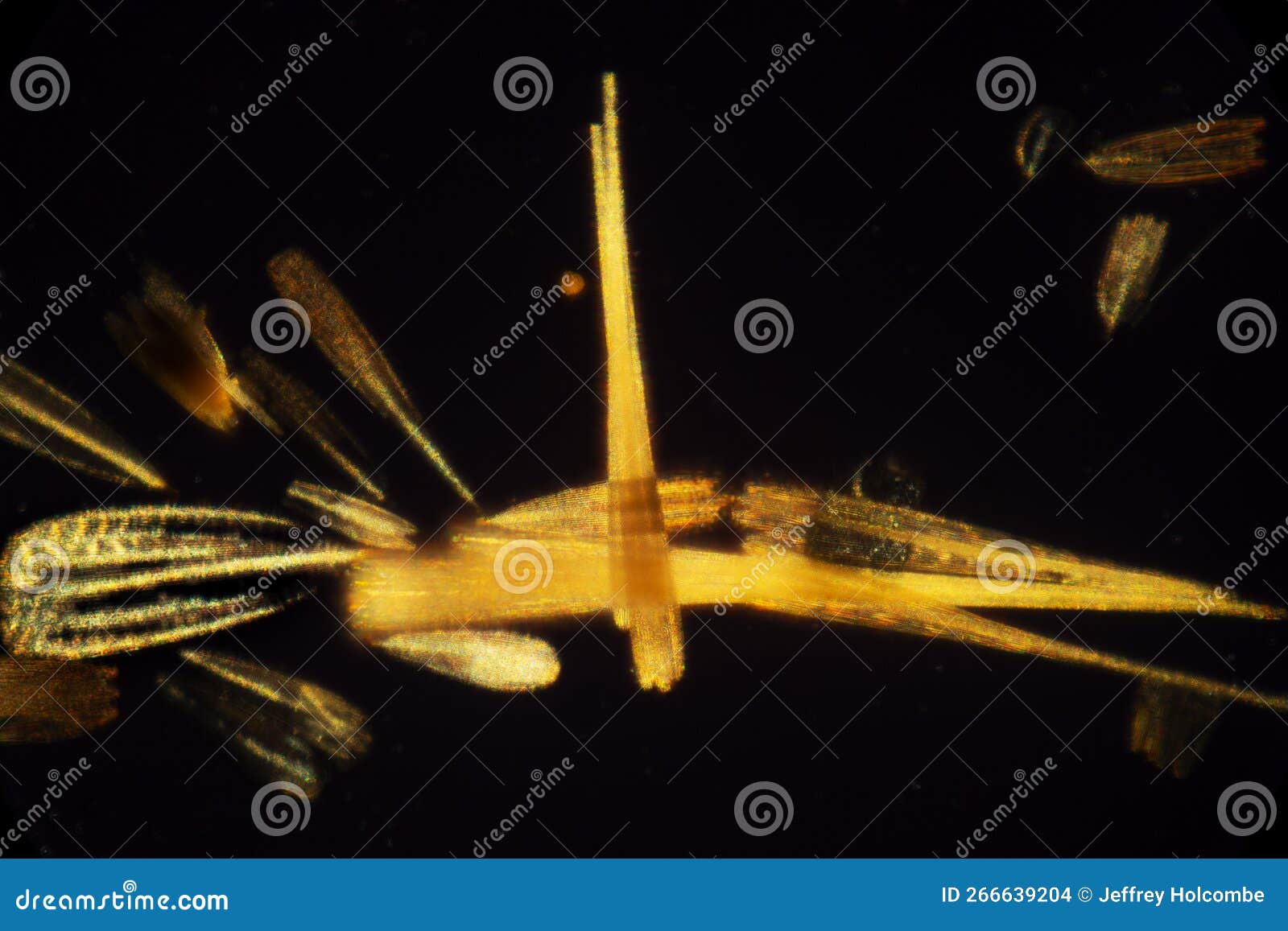 Bright Abstract Micrograph of Dramatic Scales from a Moth Wing Stock ...