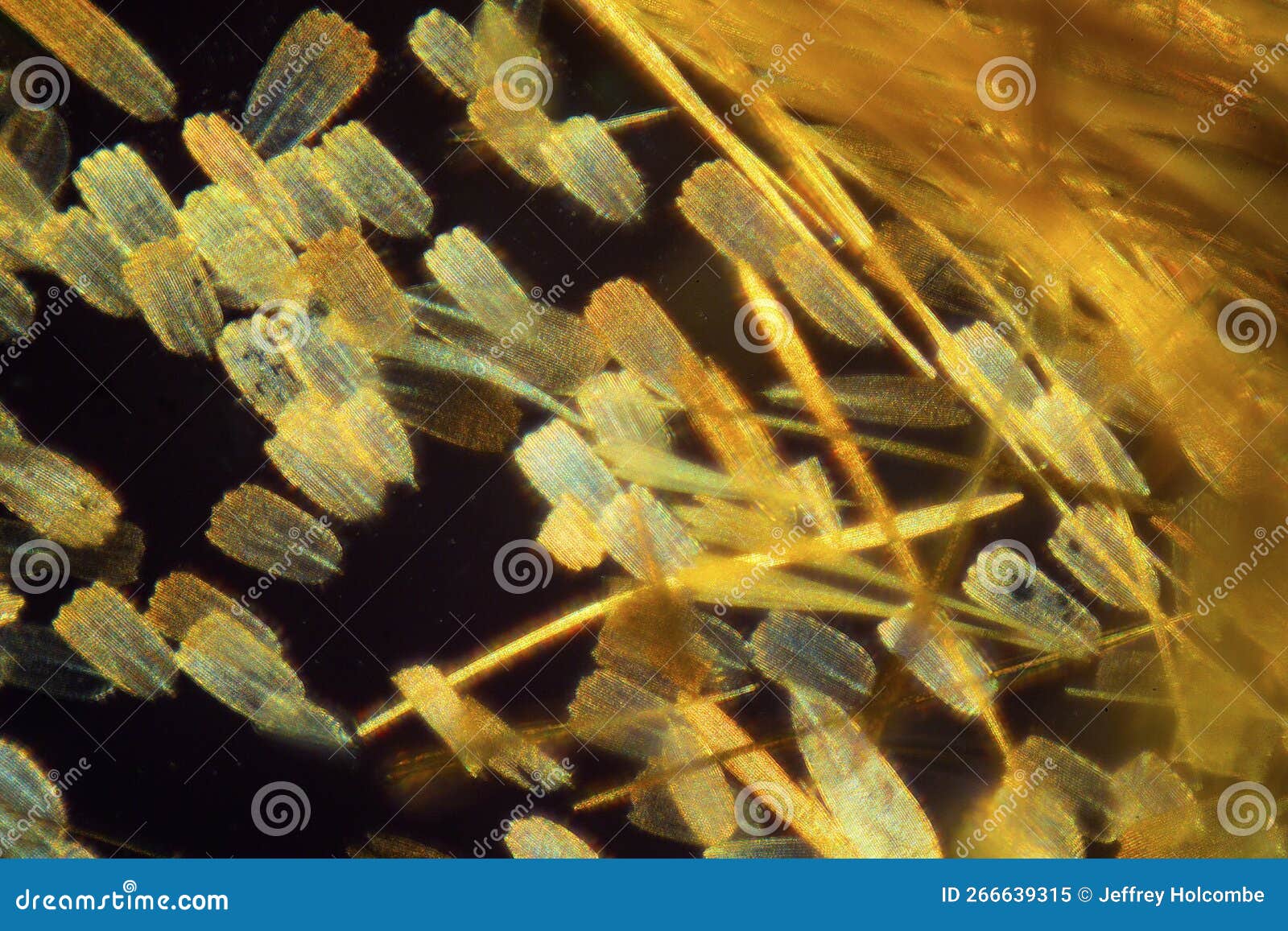 Bright Abstract Micrograph of Dramatic Scales from a Moth Wing Stock ...