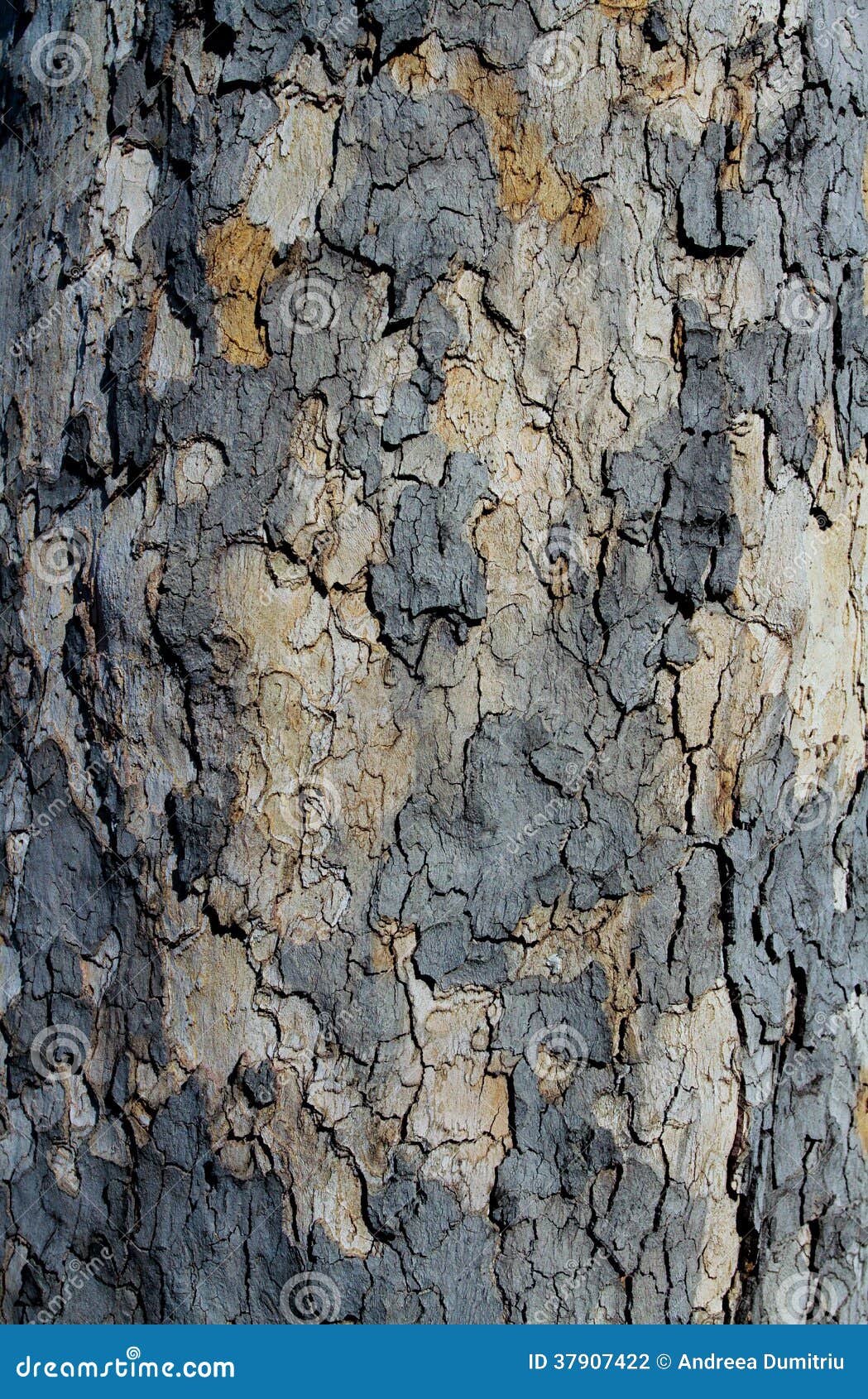 Artistic Bark Texture stock photo. Image of dark, ancient - 37907422