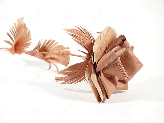 Artistic birch rose stock photo. Image of birch, blossom - 3412660