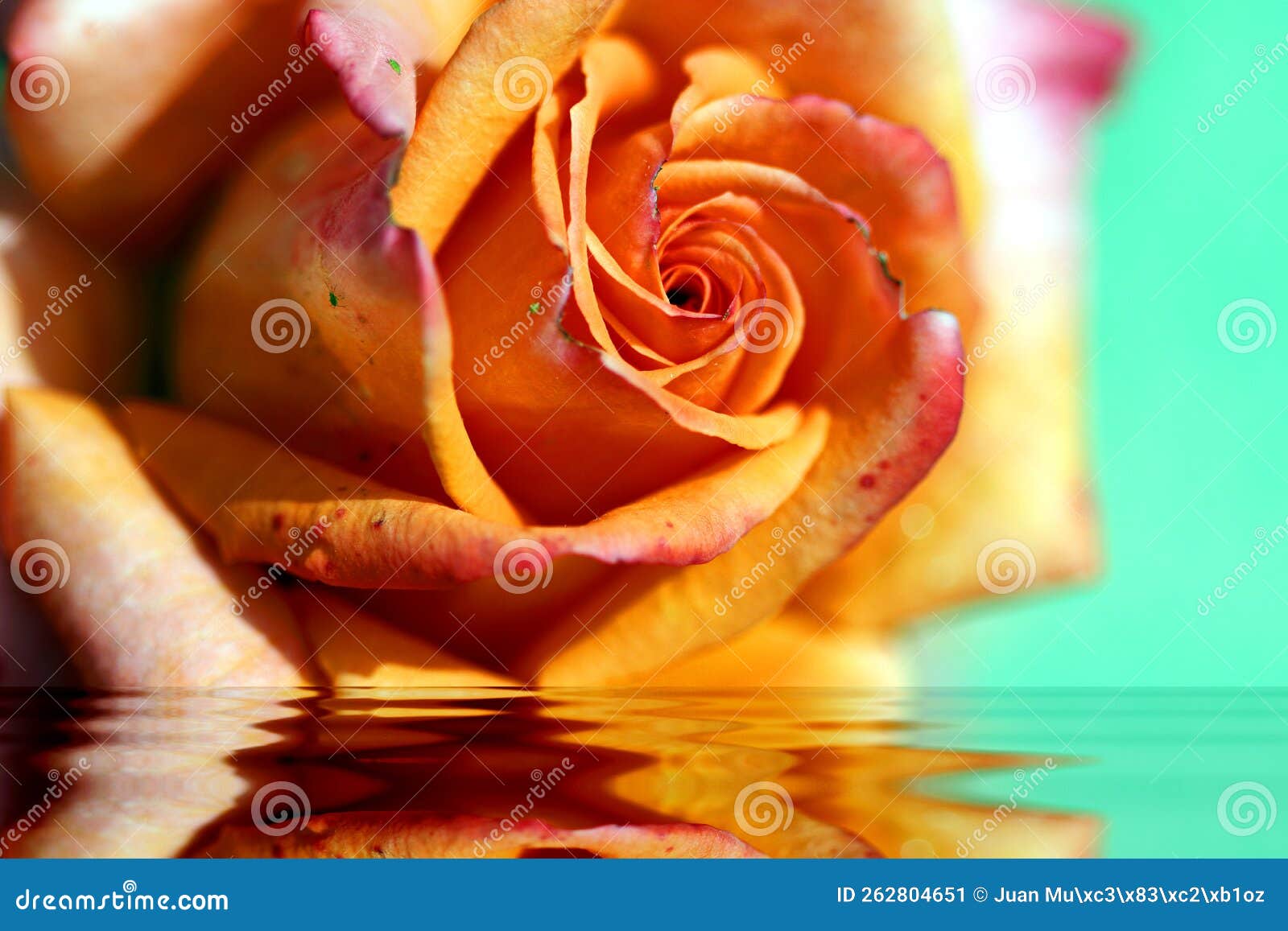 When love breaks stock image. Image of roses, beauty - 262804651