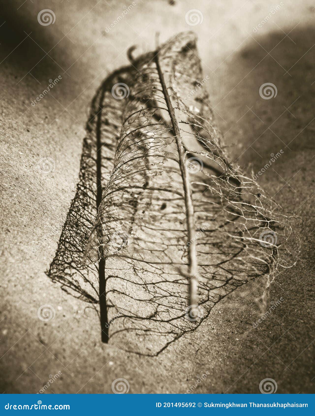 Artistic Details Leaf Shadow Light Stock Photo - Image of details ...