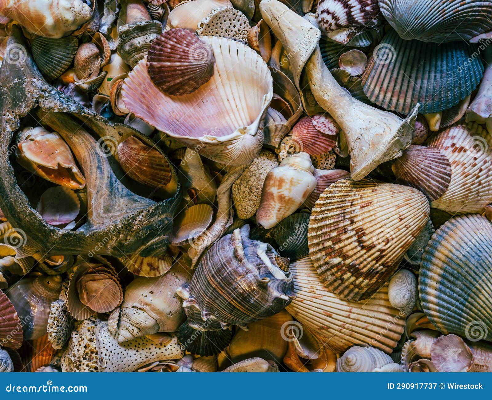 Artistic Display of Various Types of Seashells in a Pile, Featuring a ...