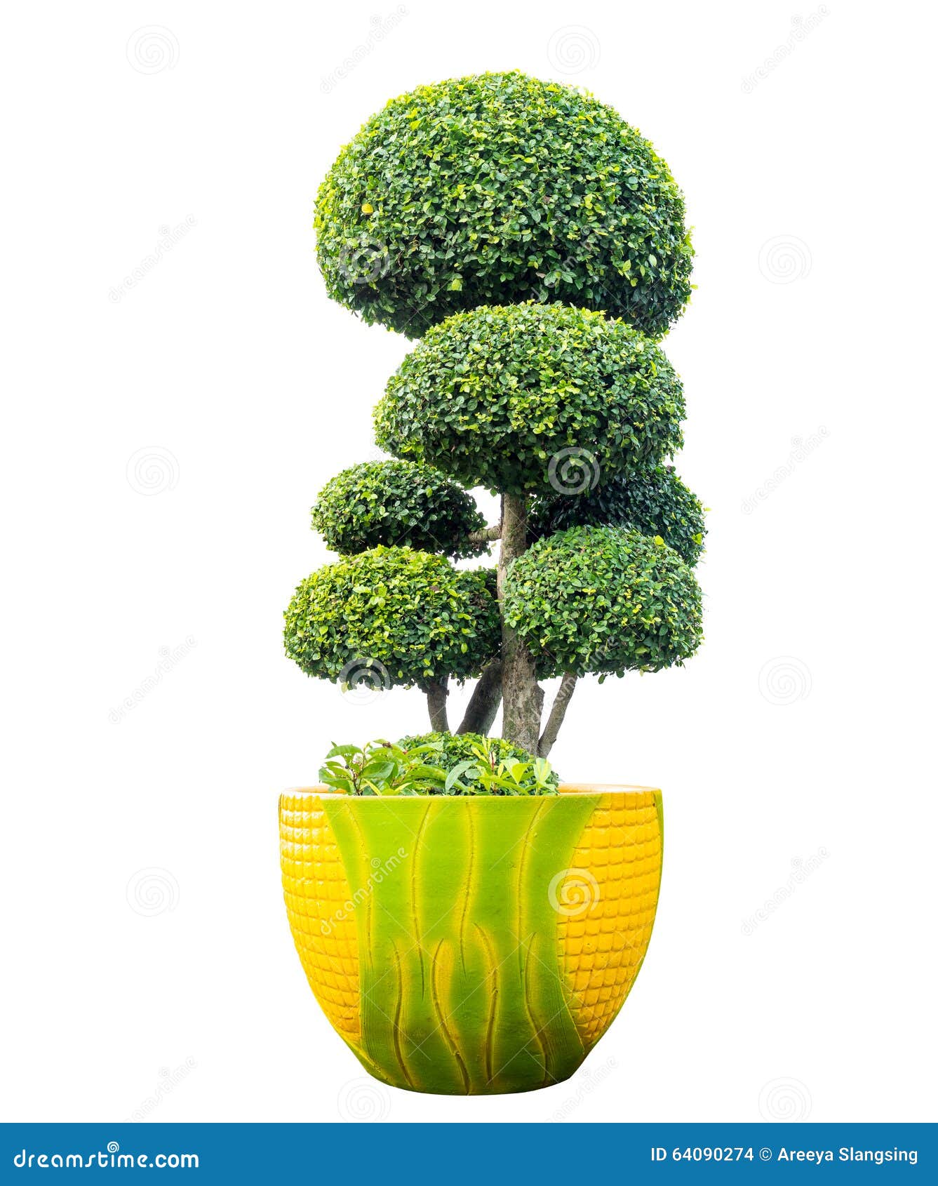 124 Artistic Dwarf Green Tree Pot Photos - Free & Royalty-Free Stock ...