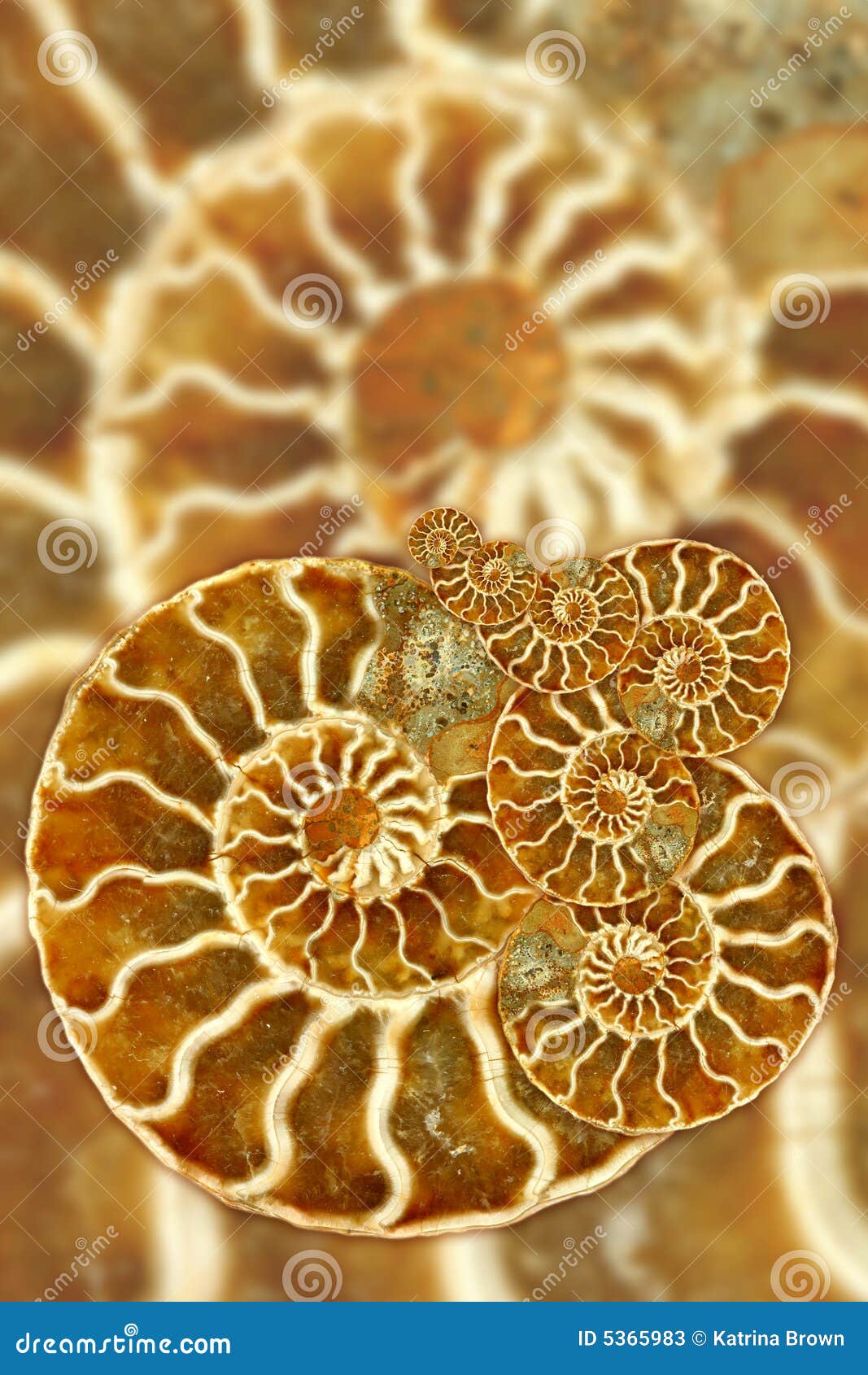 13,115 Fossil Pattern Photos - Free & Royalty-Free Stock Photos from ...