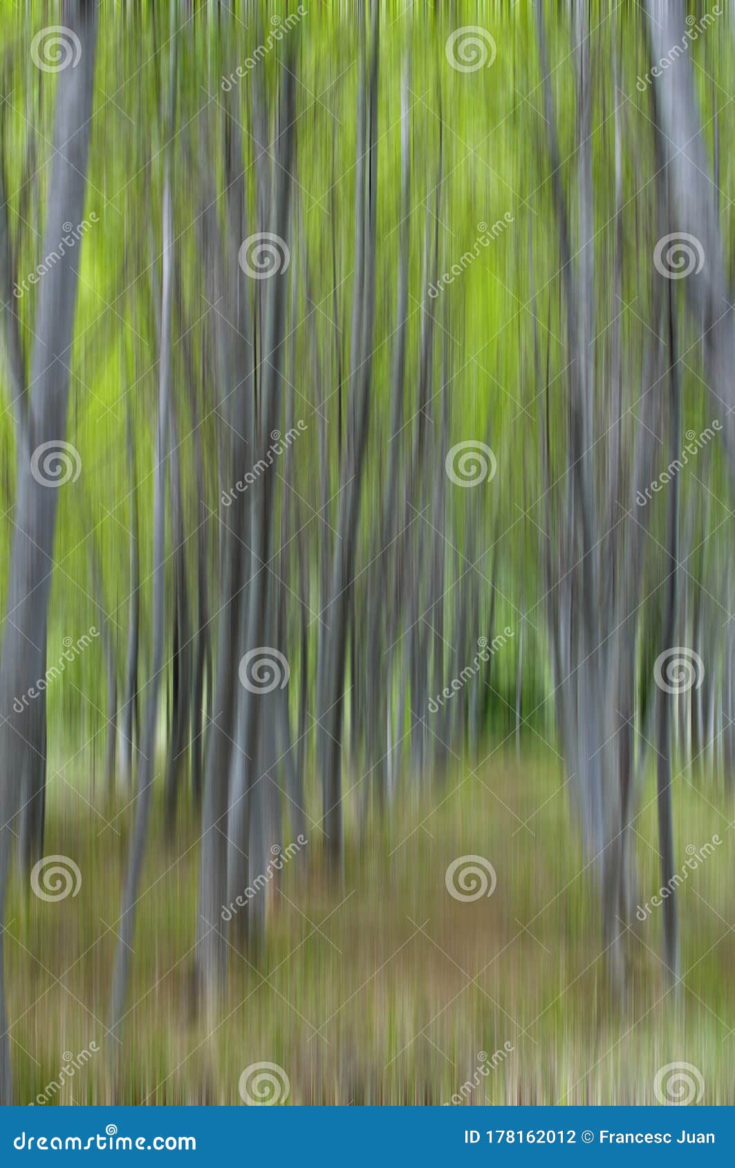 Artistic Image of Forest with Movement Stock Photo - Image of misty ...