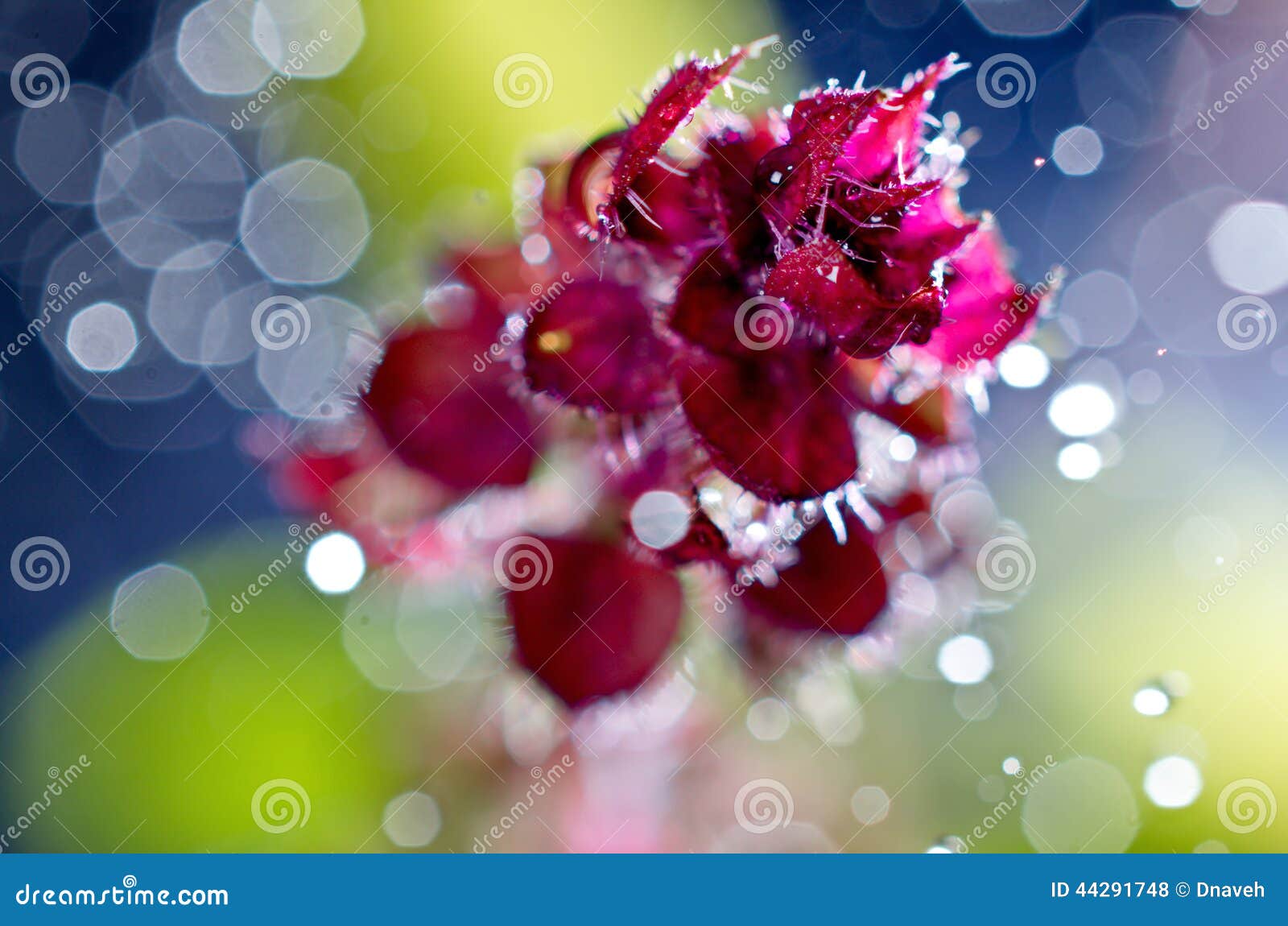 Artistic Image Red Basil Flower Seedling with Bokeh Stock Photo - Image ...