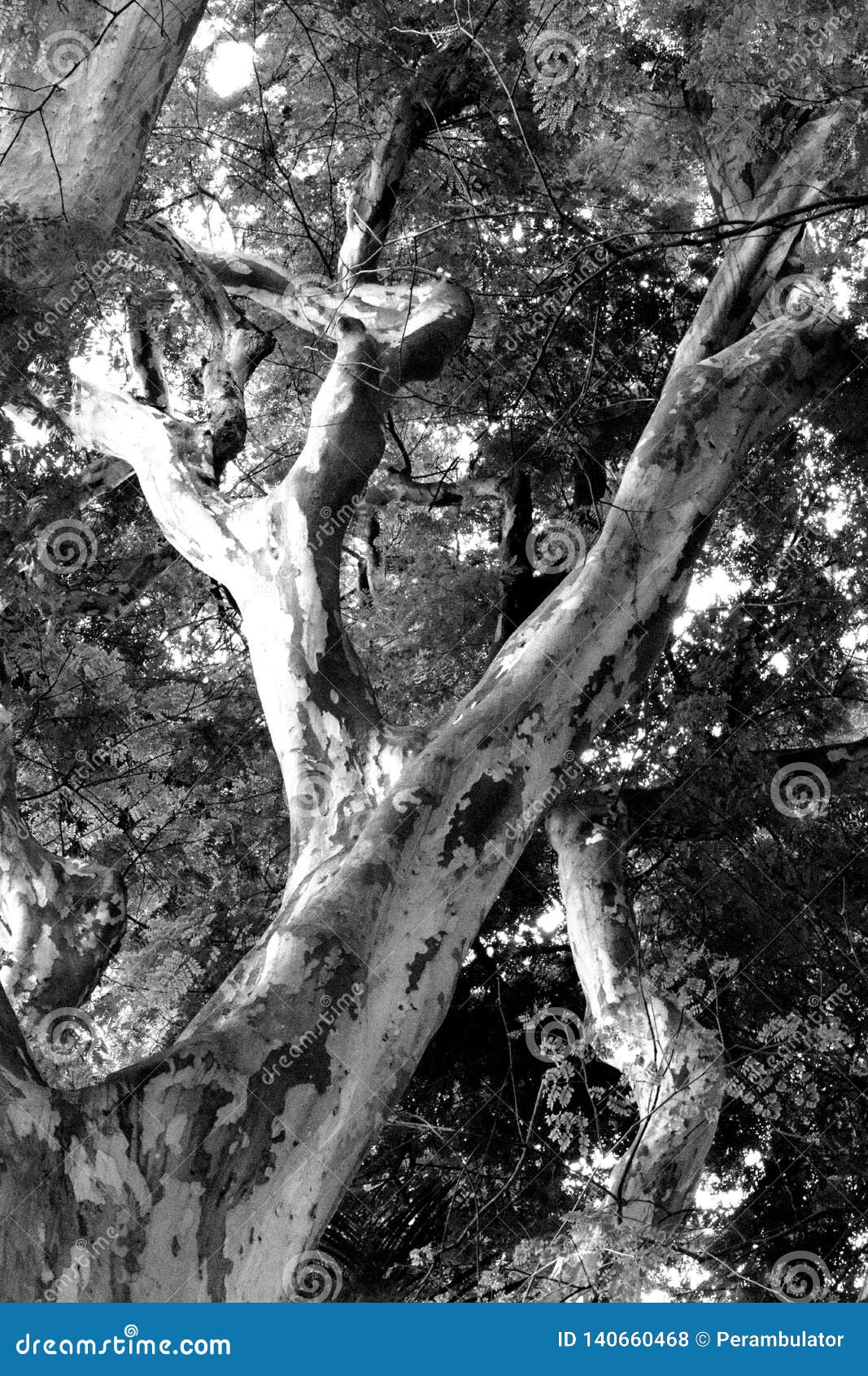BLACK & WHITE IMAGE of STRONG TREE BRANCH Stock Photo - Image of beauty ...