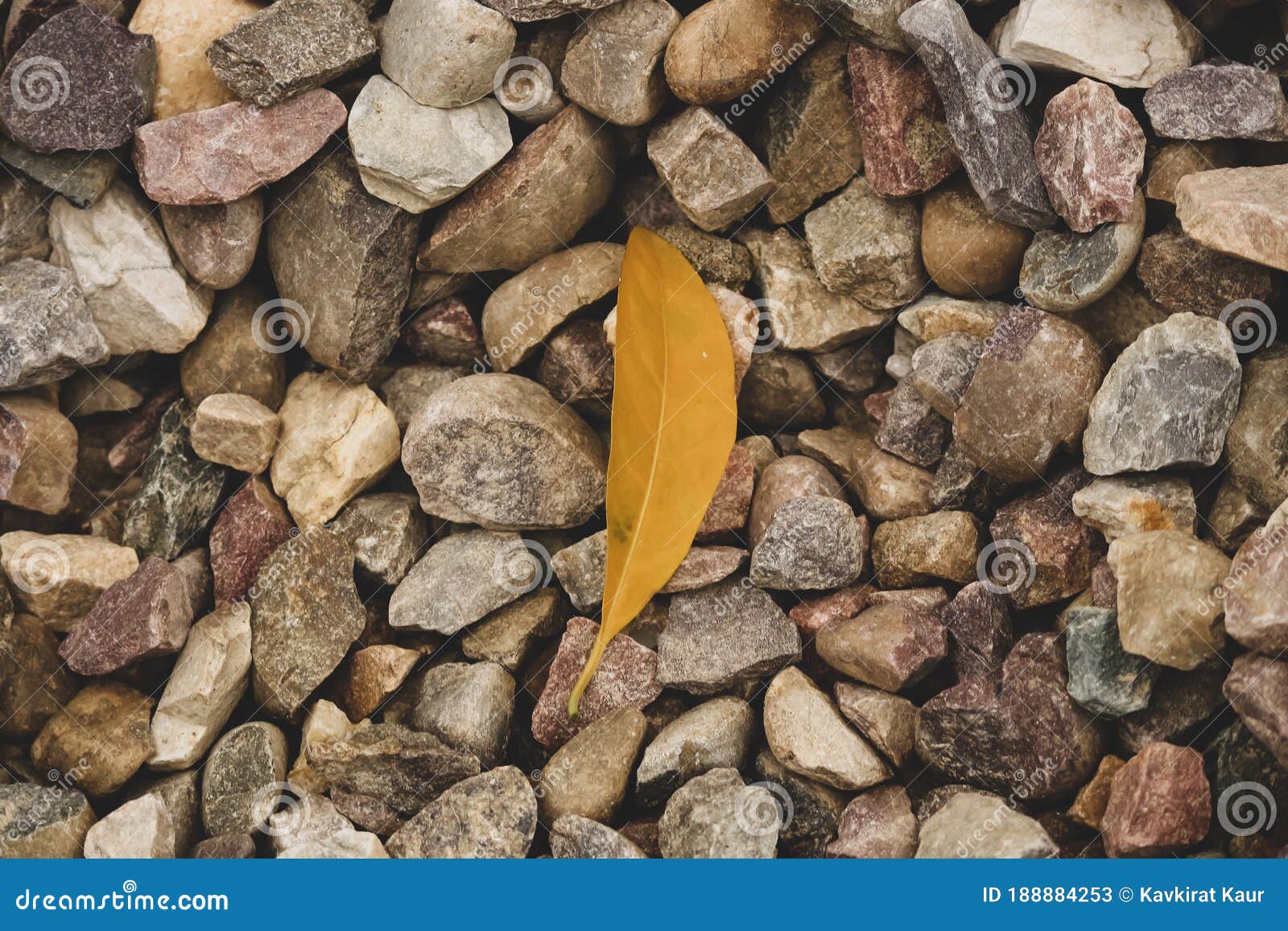 Artistic Look of Yellow Leaf on Stone Stock Image - Image of black ...
