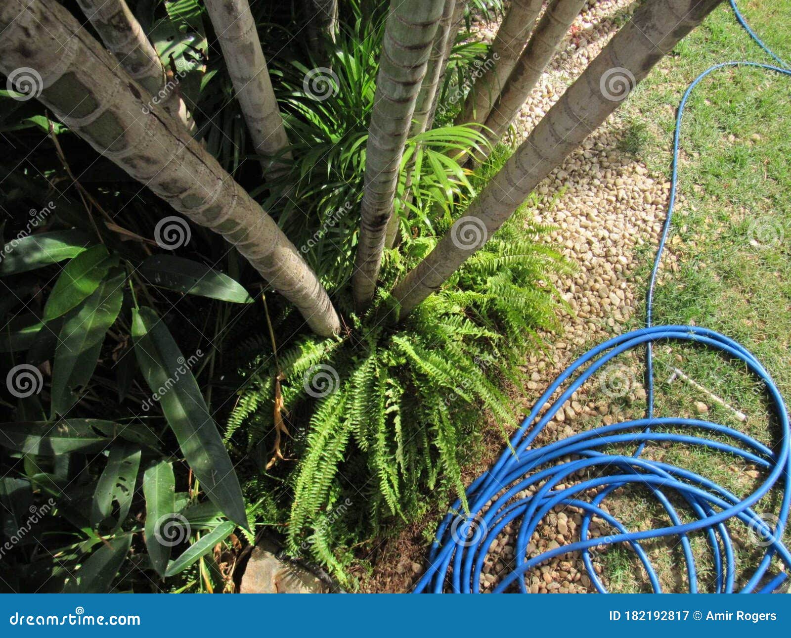 Artistic Low Angles of Garden Stock Image - Image of jungle, garden ...