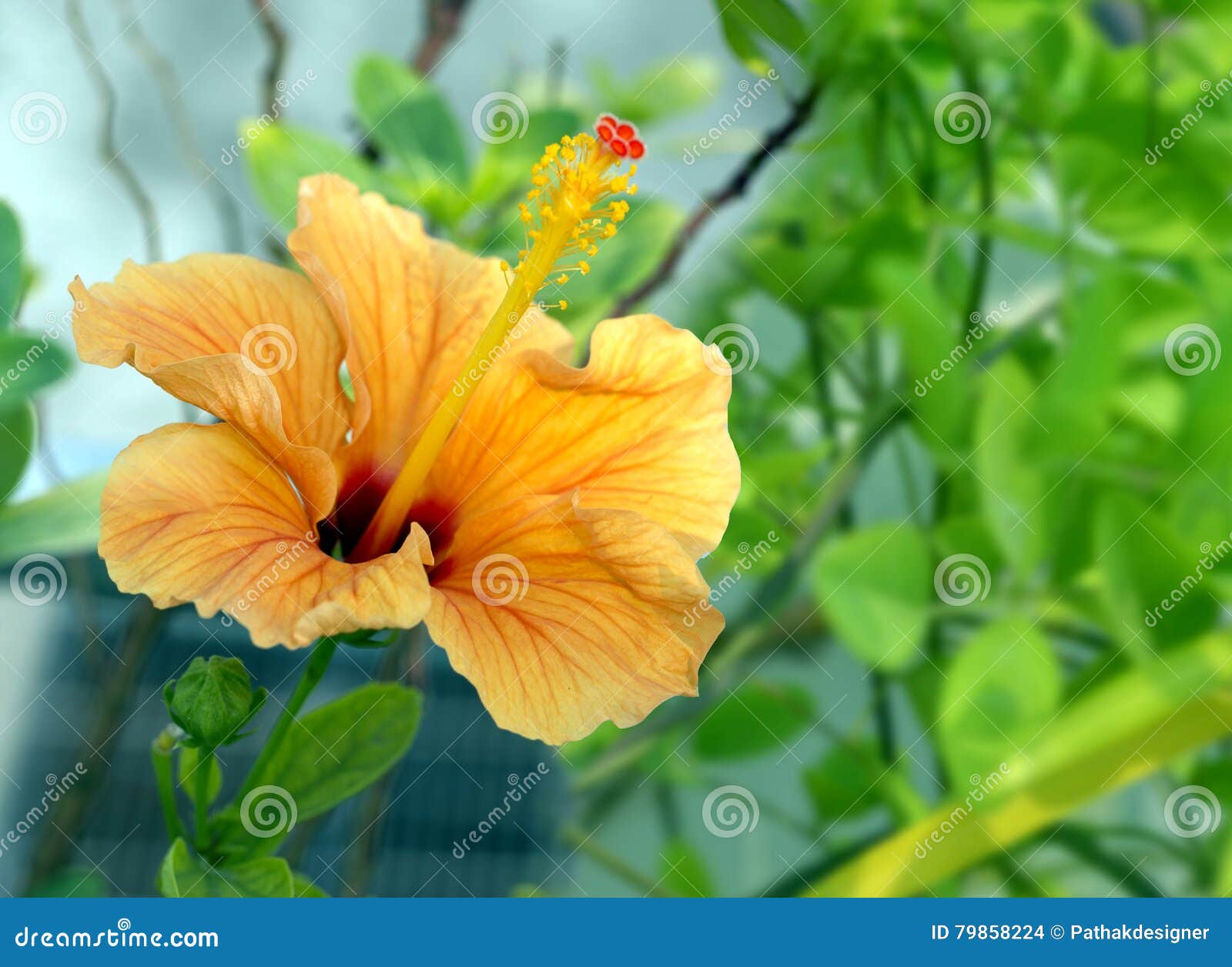 Artistic Orange Hibicus Flower Background Stock Photo - Image of background, orange: 79858224