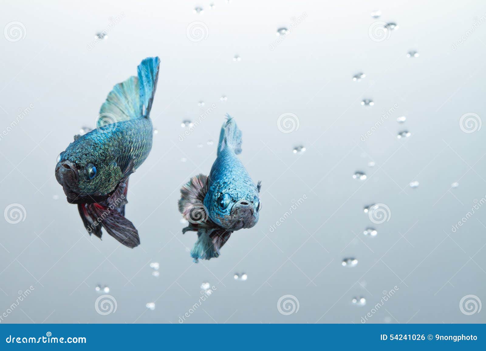 Artistic Pair Of Betta Fighting Fish, With Water Surface Border Stock ...