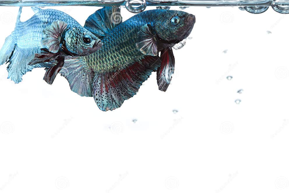 Artistic Pair of Betta Fighting Fish, with Water Surface Border Stock ...