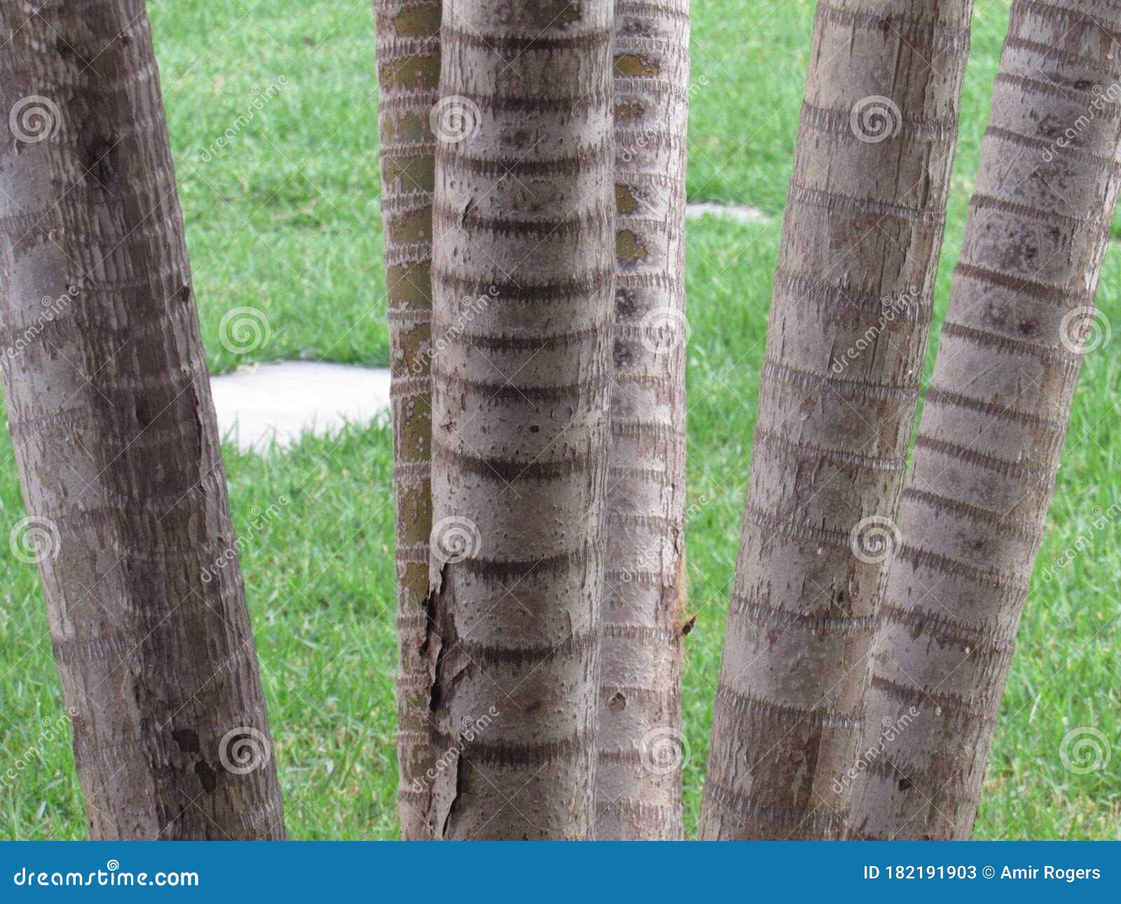 Artistic patern of trees stock image. Image of flower - 182191903