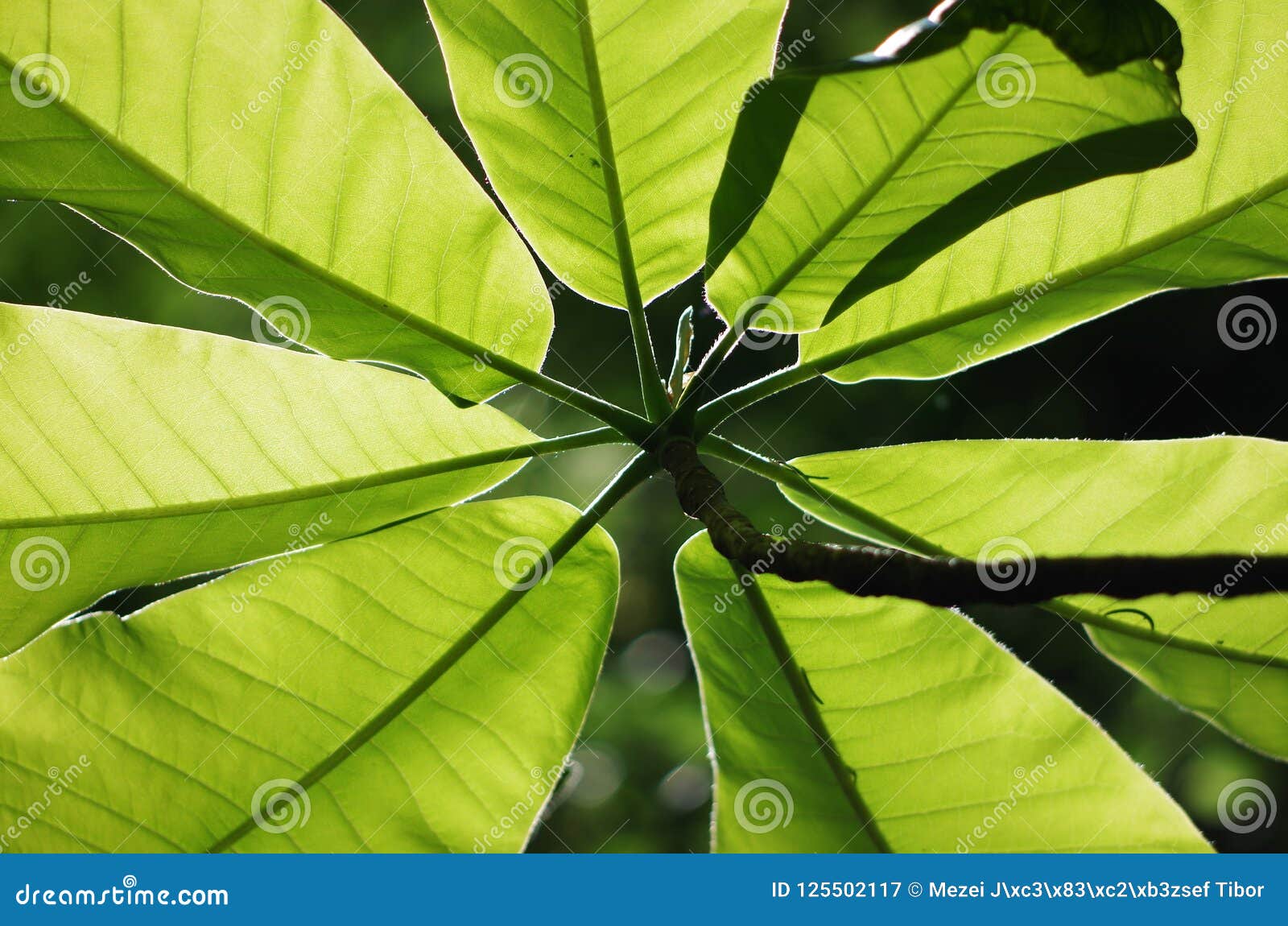 Propeller stock image. Image of artistic, leaves, crab - 125502117