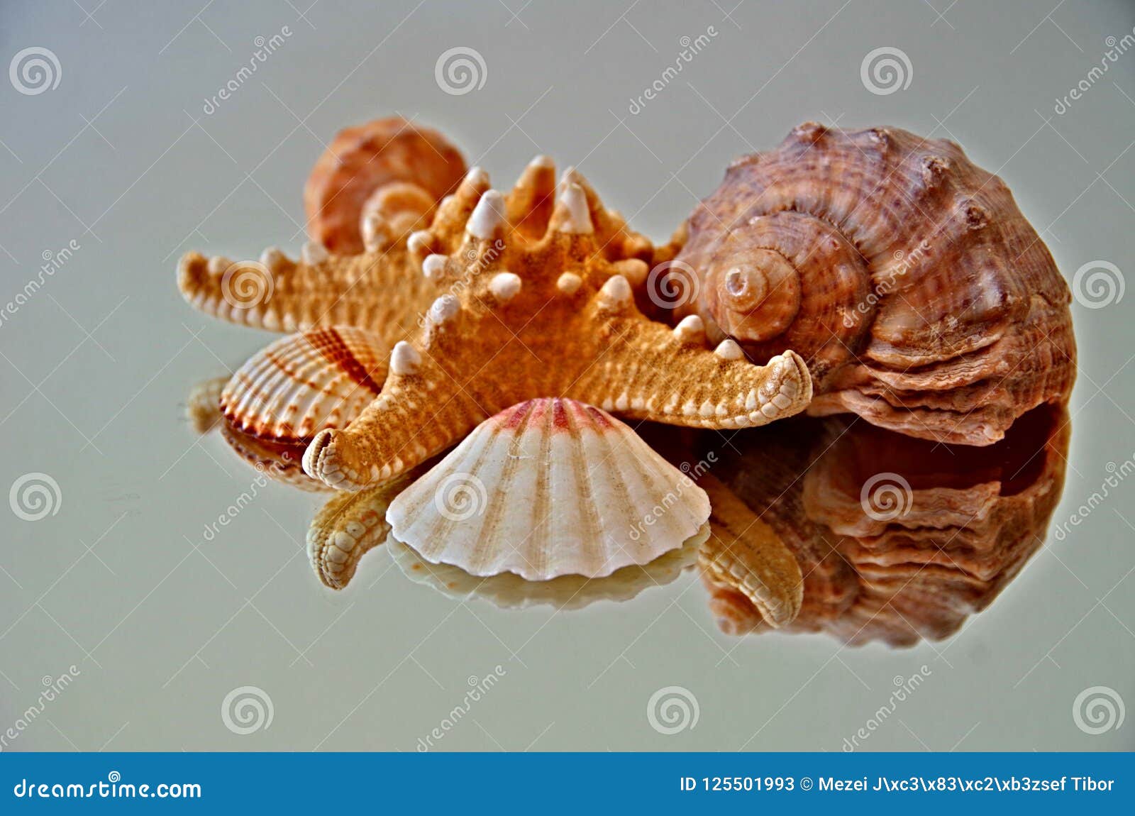 Sea Shells of the Mirror stock image. Image of area - 125501993