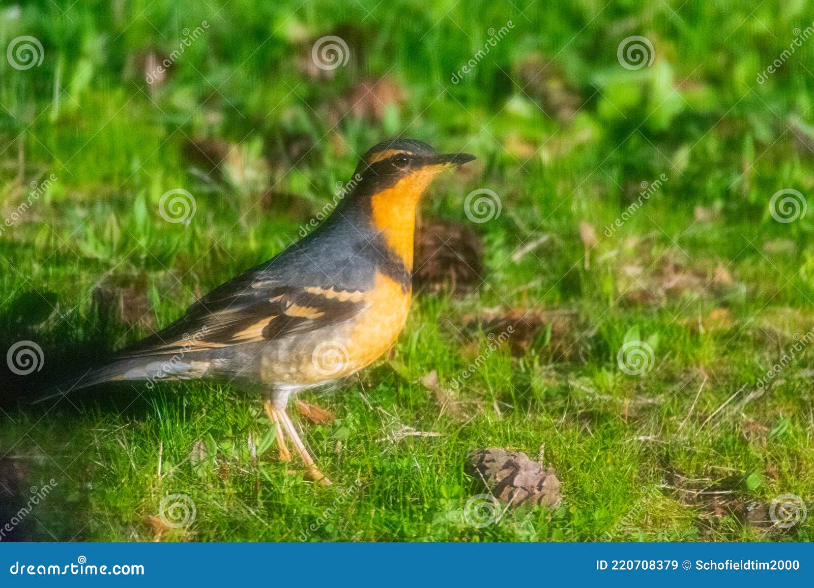 Artistic Photo of Curious Robin Stock Image - Image of outdoors ...