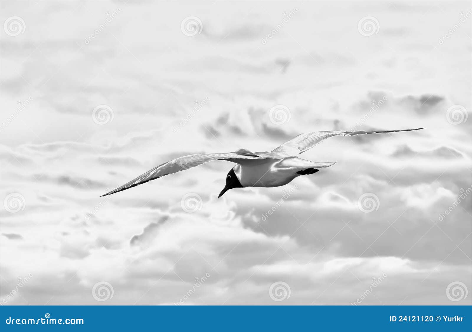 Artistic Photo of Wild Bird Flying in Heavens Stock Photo - Image of ...