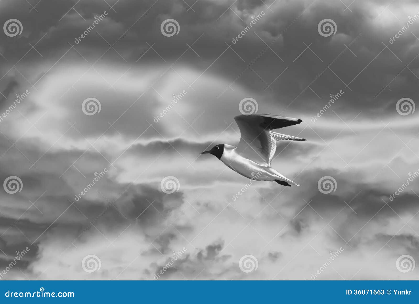 Artistic Photo Of Wild Bird Flying Upward Stock Photos - Image: 36071663