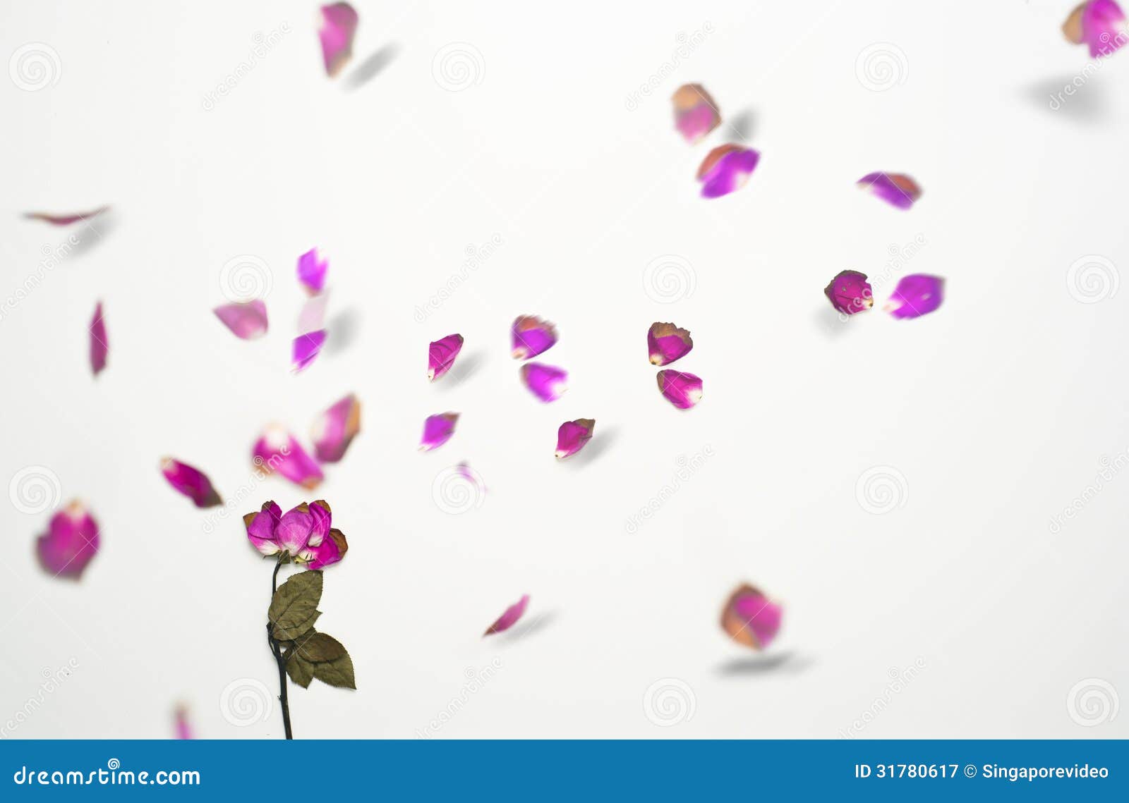 Artistic Picture of Exploding Dried Rose Stock Image - Image of ...