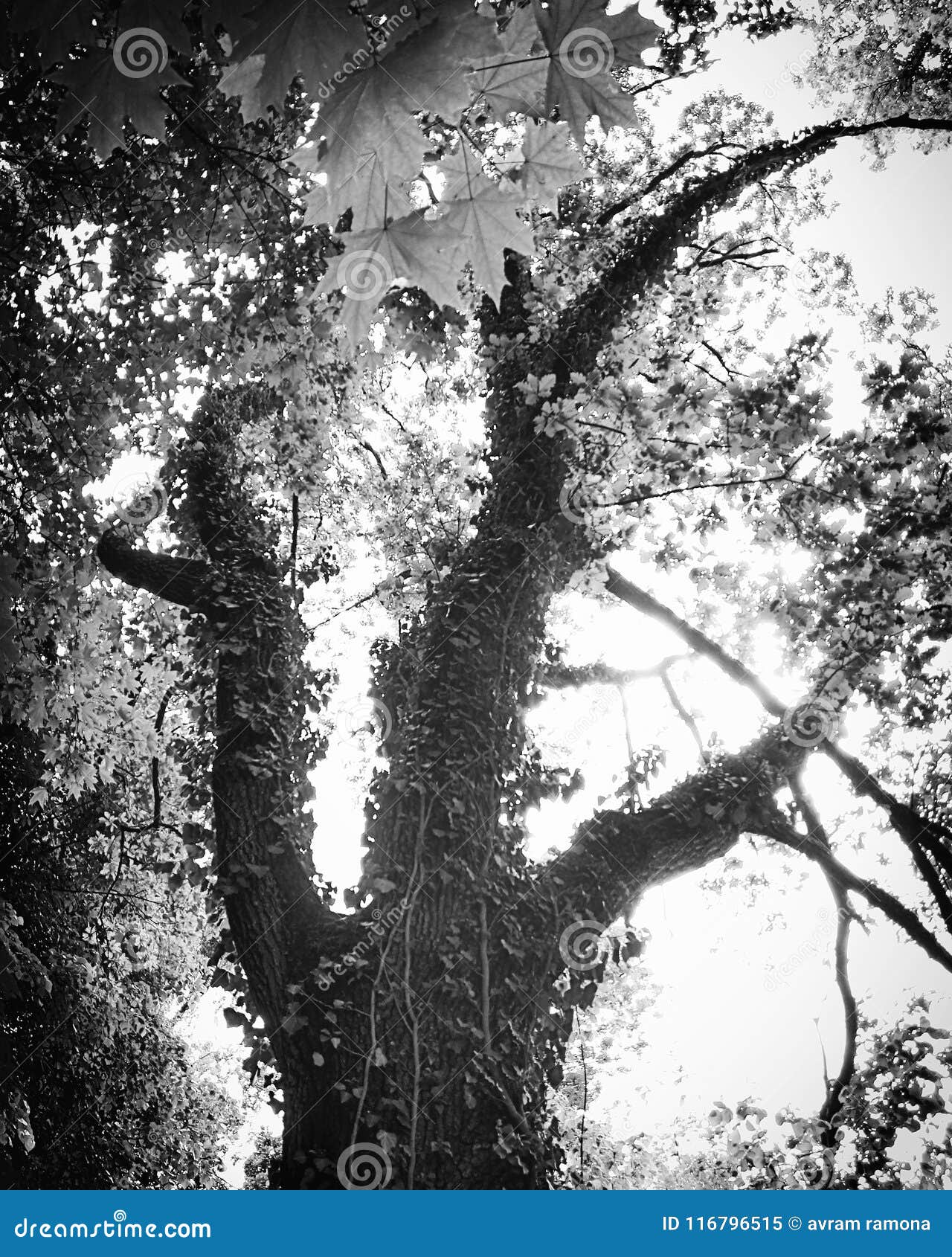 Horror tree stock image. Image of horror, tree, abstractnature - 116796515