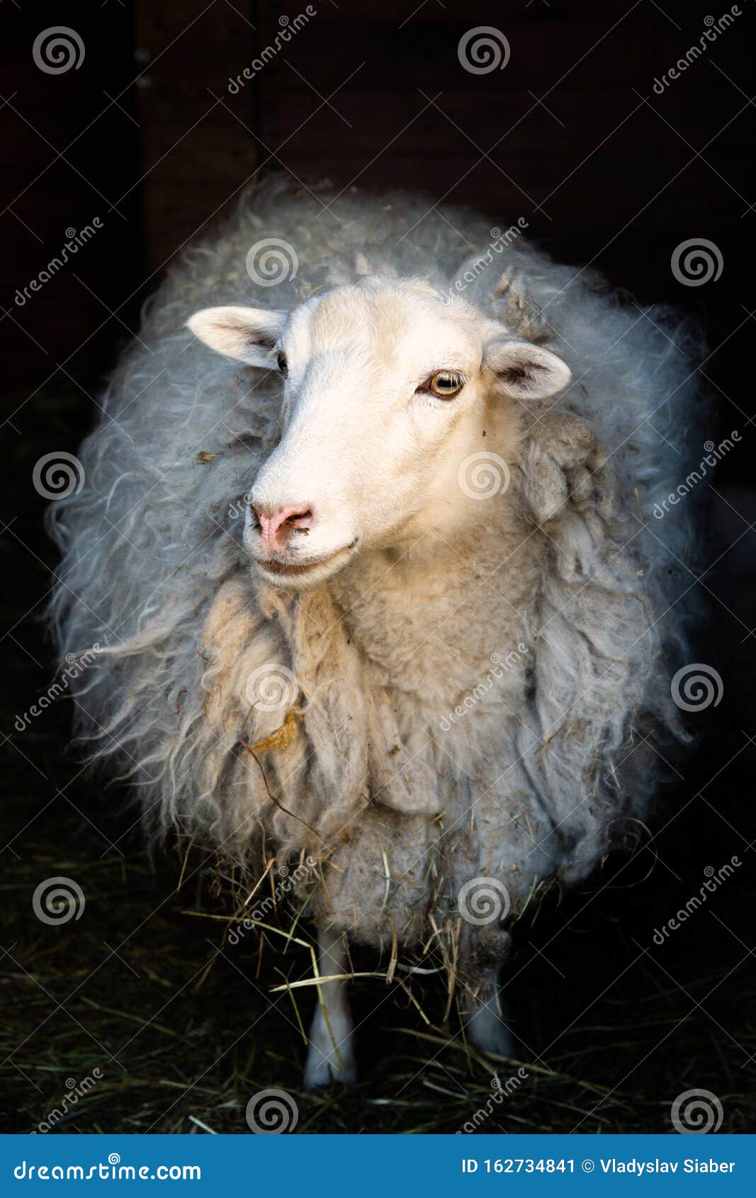 Artistic Portrait of White Sheep Stock Image - Image of fluffy, uncut ...