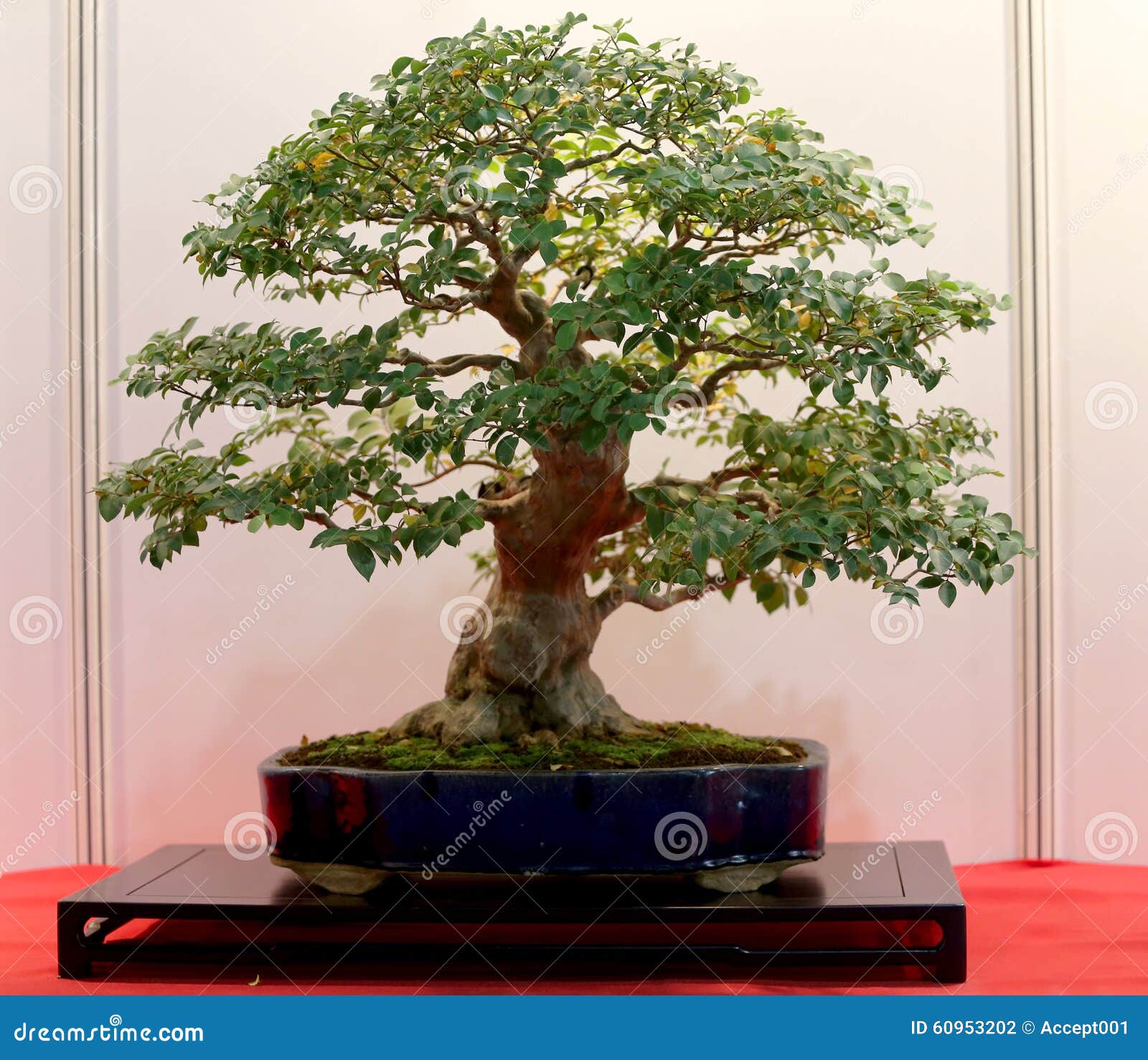 Artistic Potted Bonsai Tree in Flower Pot Stock Photo - Image of ...