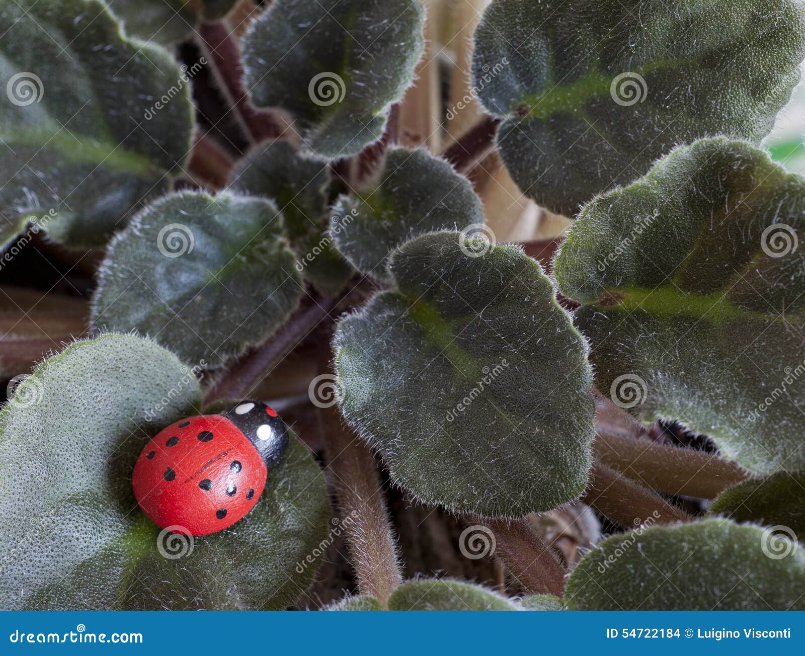Artistic Red Ladybug upon Real Leafs, View from Above Stock Photo ...