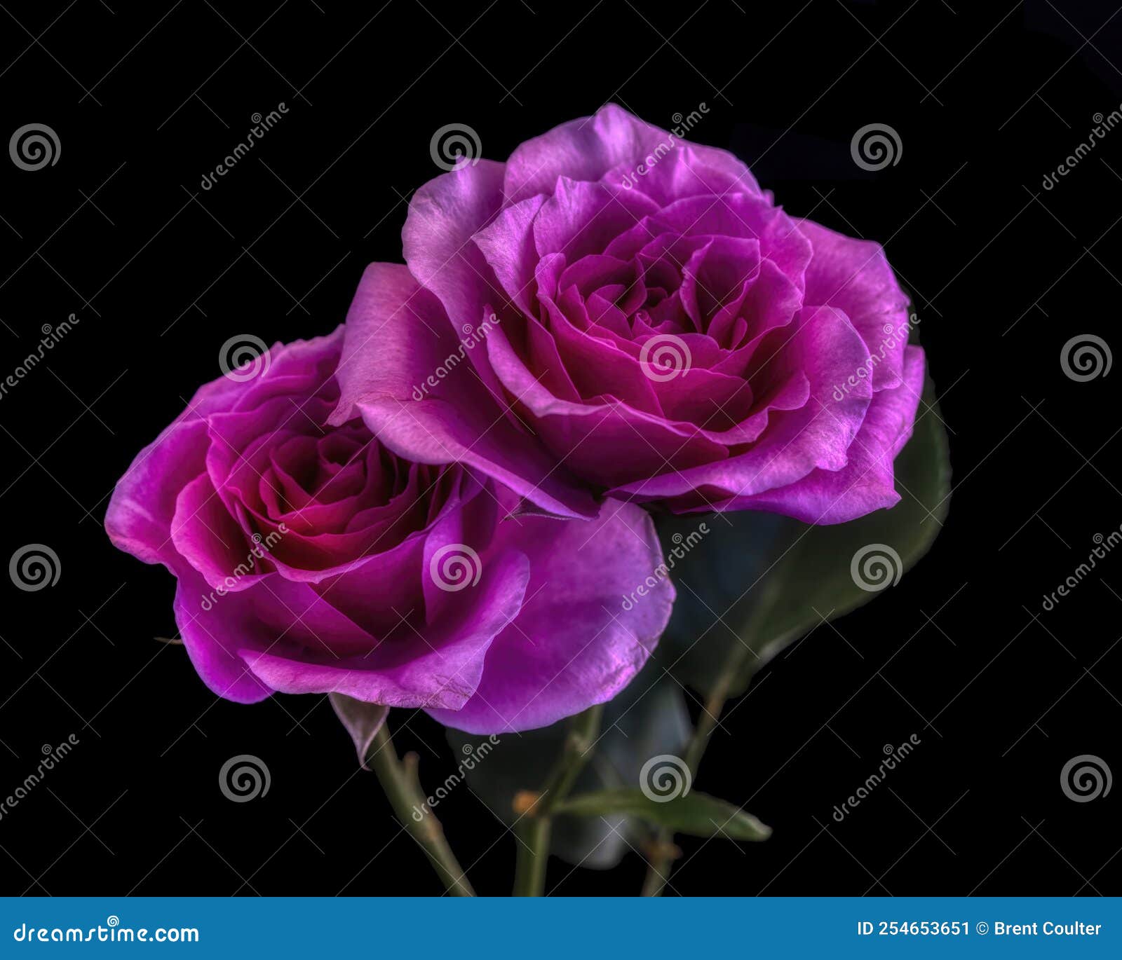 Artistic Rose Flower Close-up Stock Image - Image of botanical, light ...