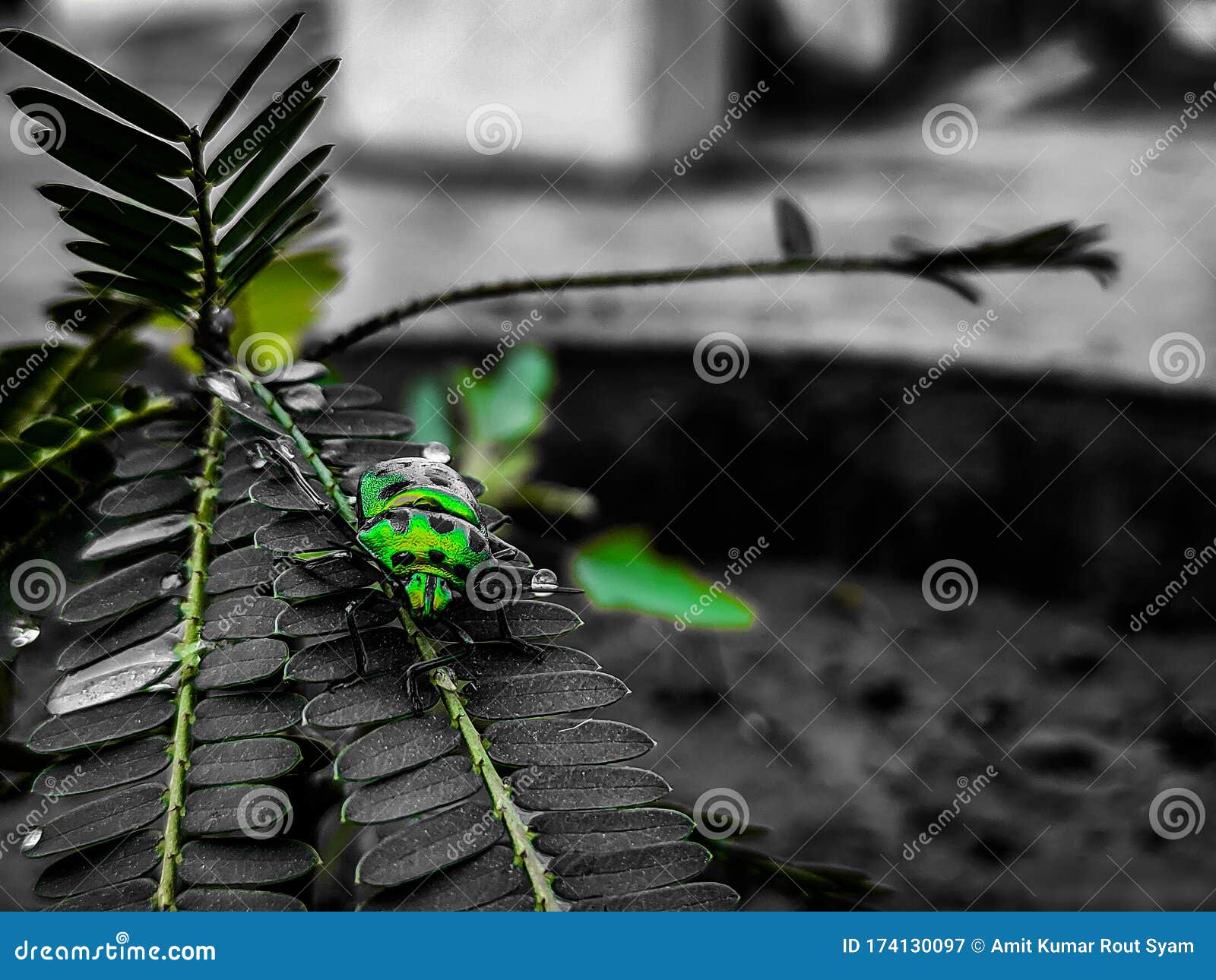 After Rain Red Bug with Special Effects Stock Image - Image of design ...