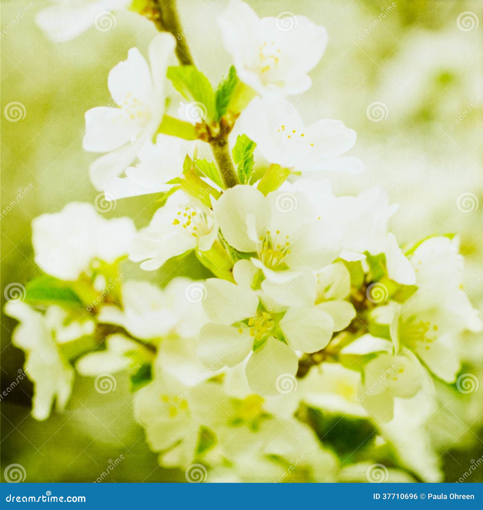 Artistic Spring Apple Blossoms Stock Photo - Image of growing ...