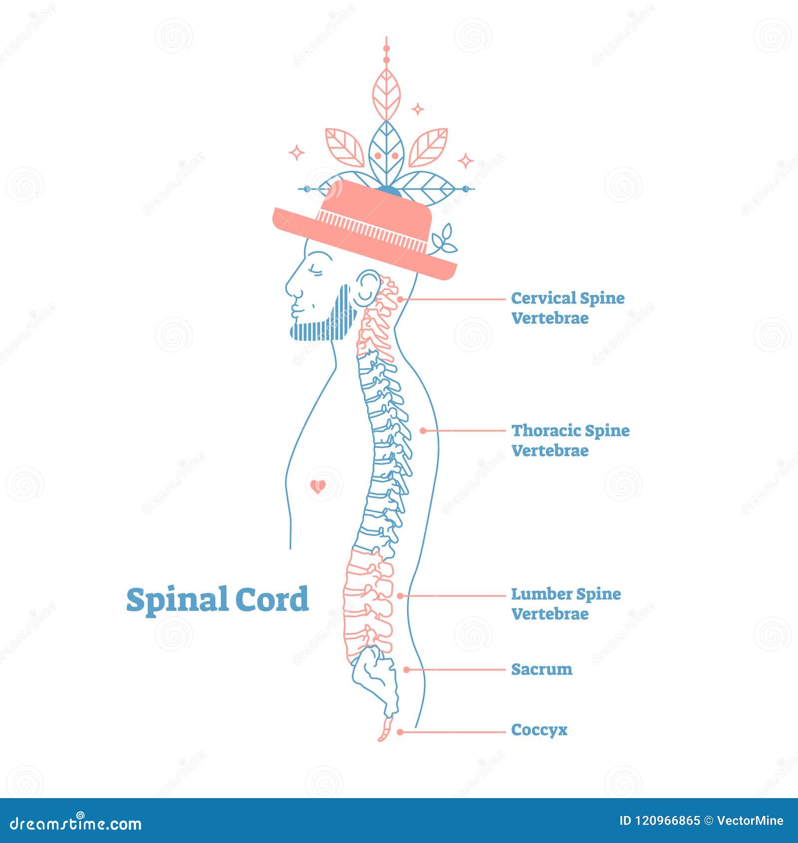 Artistic Style Anatomical Spine Vector Illustration with Conceptual ...
