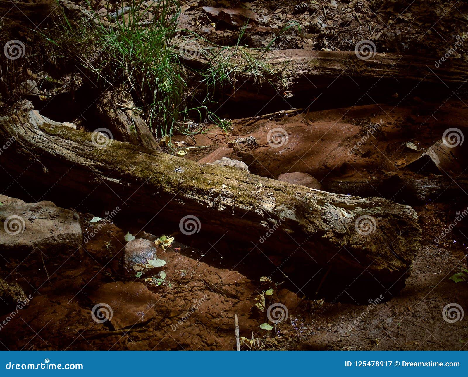 Fallen Log within a stream stock image. Image of fallen - 125478917