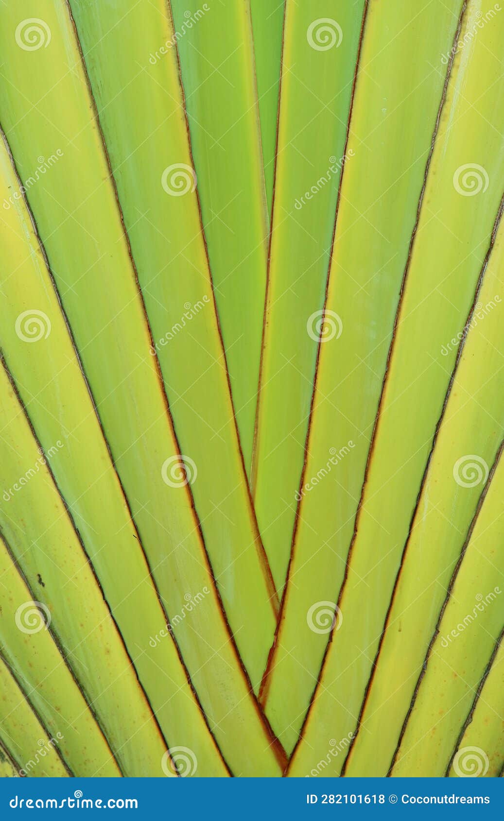 Artistic Texture of Fan Shaped Traveler S Palm Leaf Stems Stock Photo ...