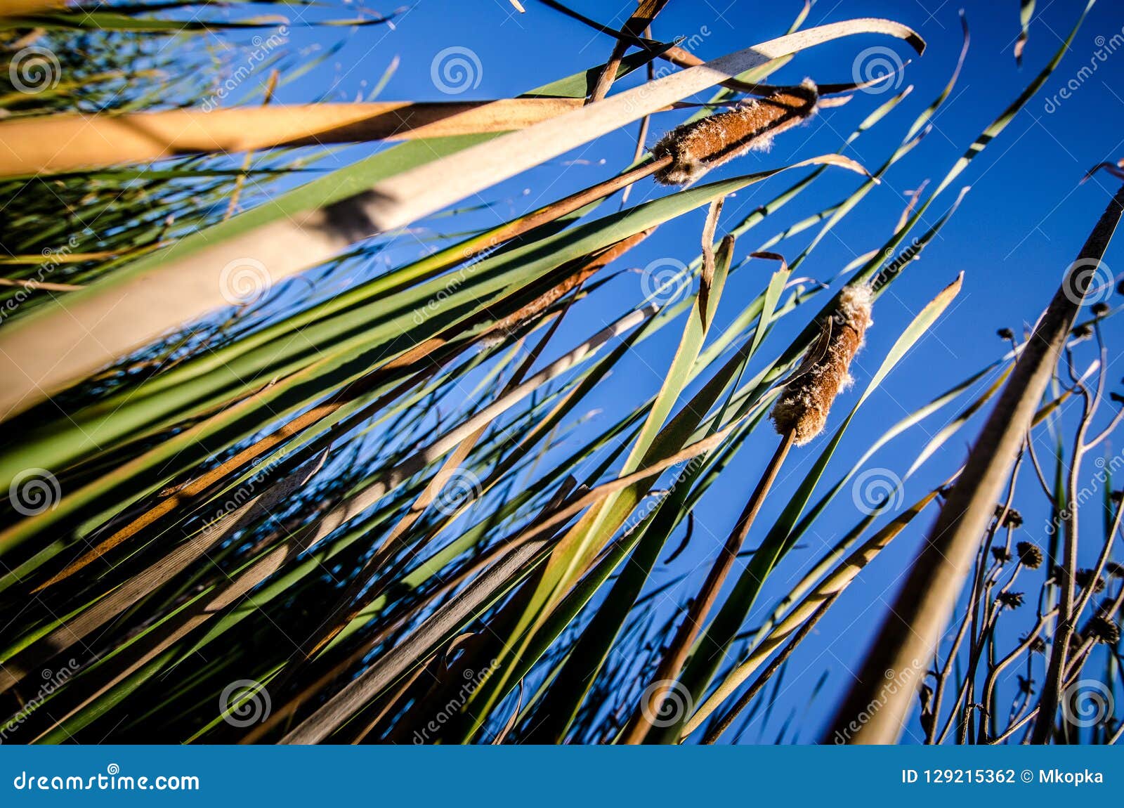 Artistic View Looking Up at Cattails in a Swamp Stock Photo - Image of ...