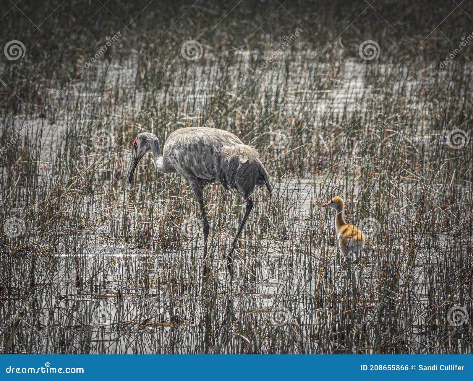 Sand Hill Crane Followed by Her Colt Stock Photo - Image of swamp ... Sand Hill Crane Followed by Her Colt Stock Photo - Image of swamp ...