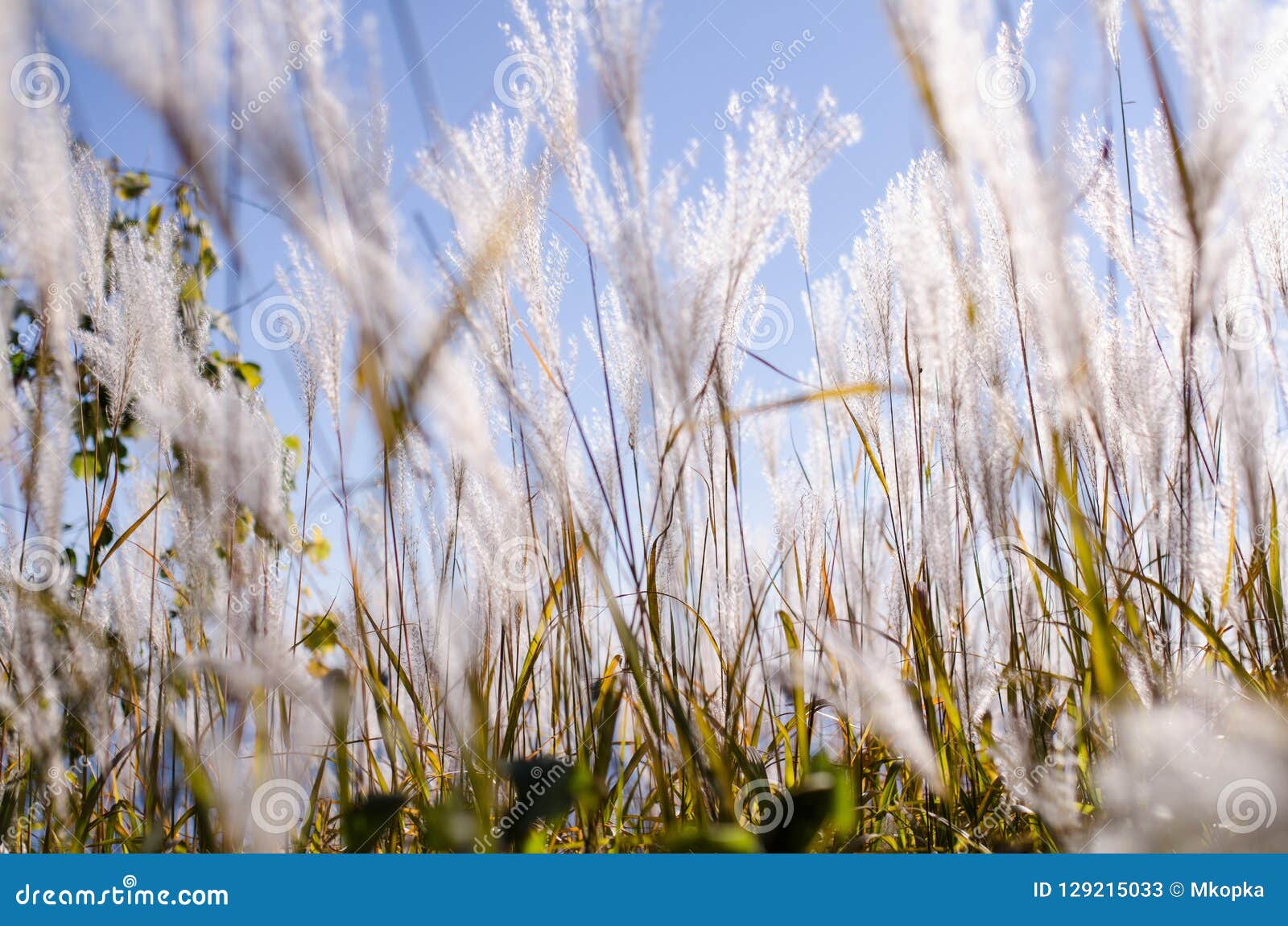 Artistic View of White Reeds Against a Blue Sky in a Swamp Stock Image ...