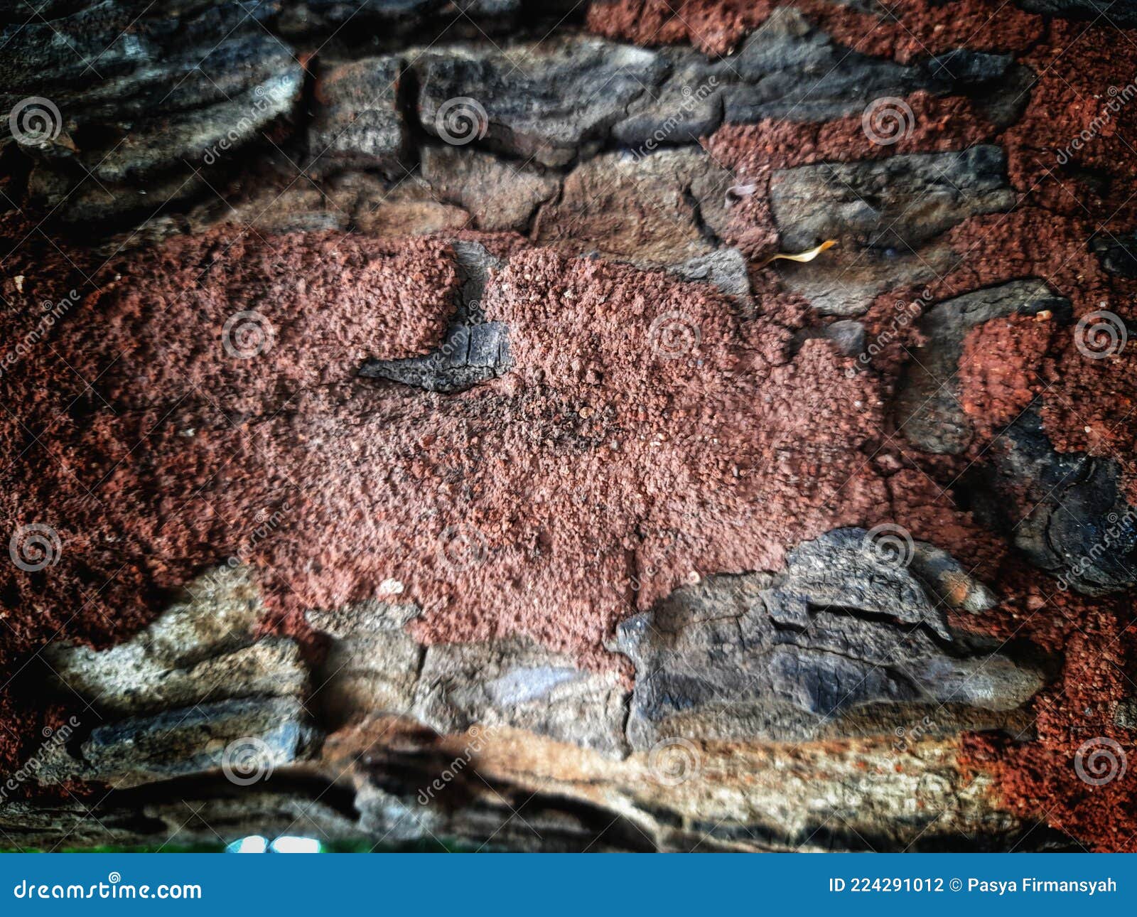 Artistically Designed Wood Texture and Anthill Mound Stock Photo ...