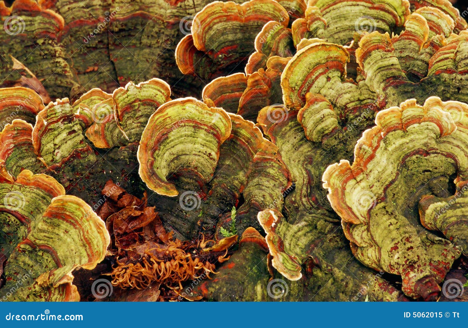 Artists fungus stock image. Image of texture, mushroom - 5062015