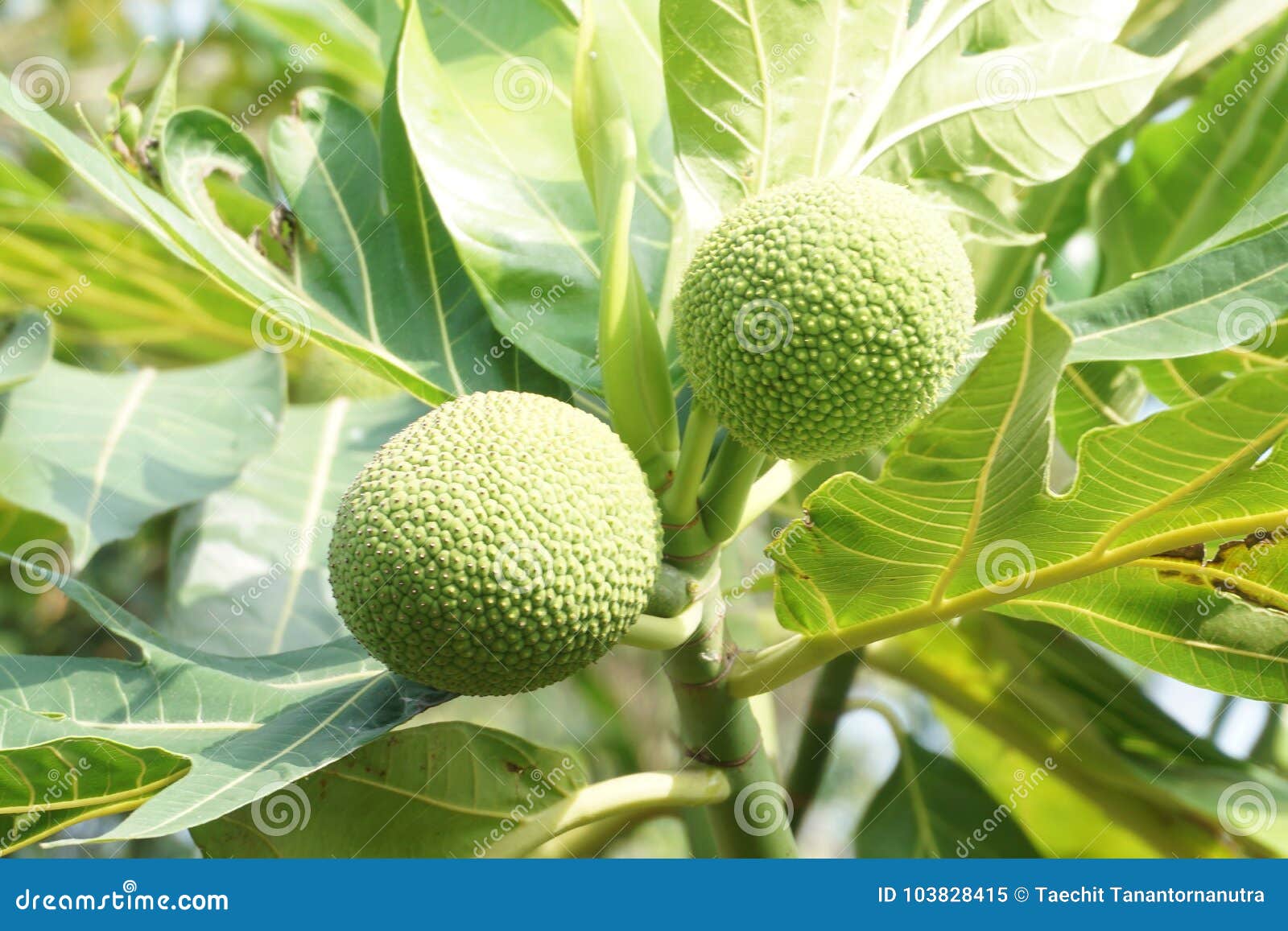 Artocarpus altilisfruit stock afbeelding. Image of landbouw - 103828415