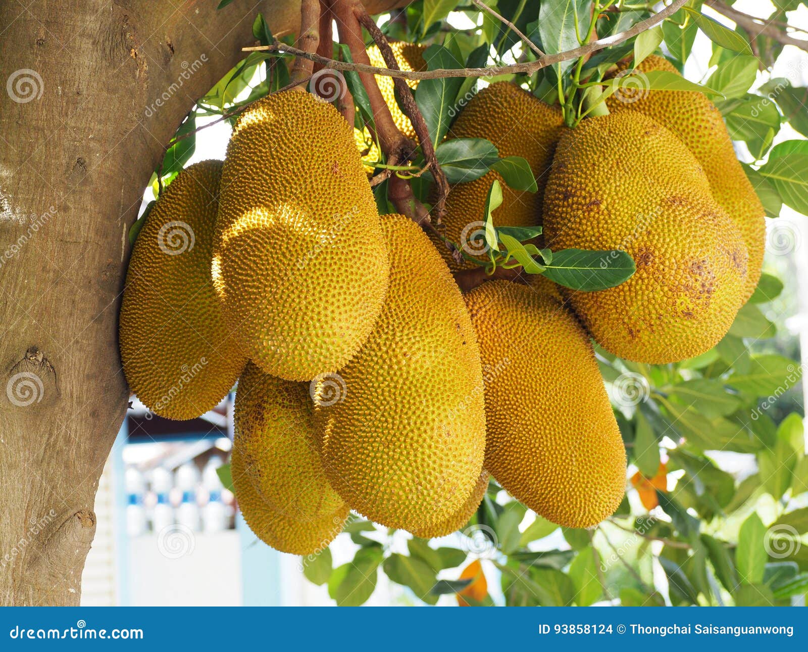 Artocarpus heterophyllus stock photo. Image of sweet - 93858124