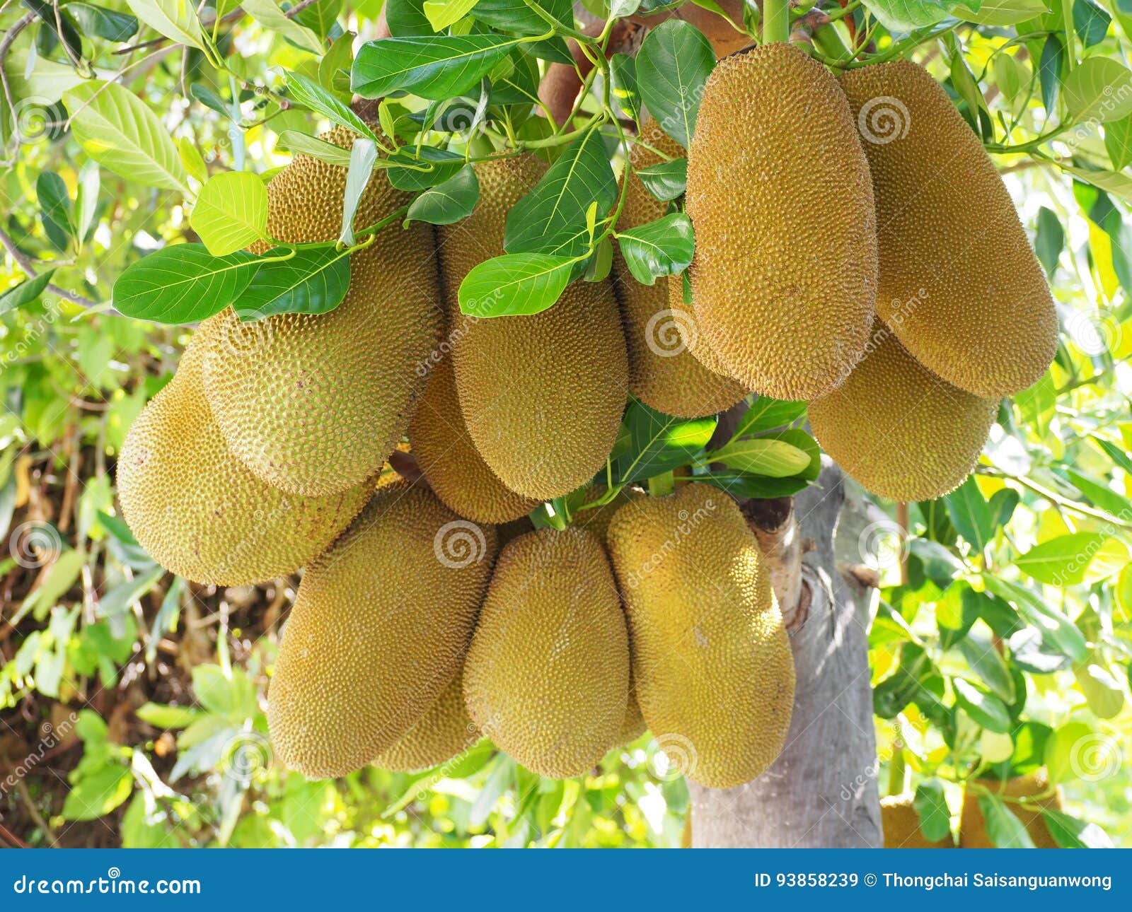 Artocarpus Heterophyllus Lam Or MORACEAE , Jackfruit Seed Stock Image ...