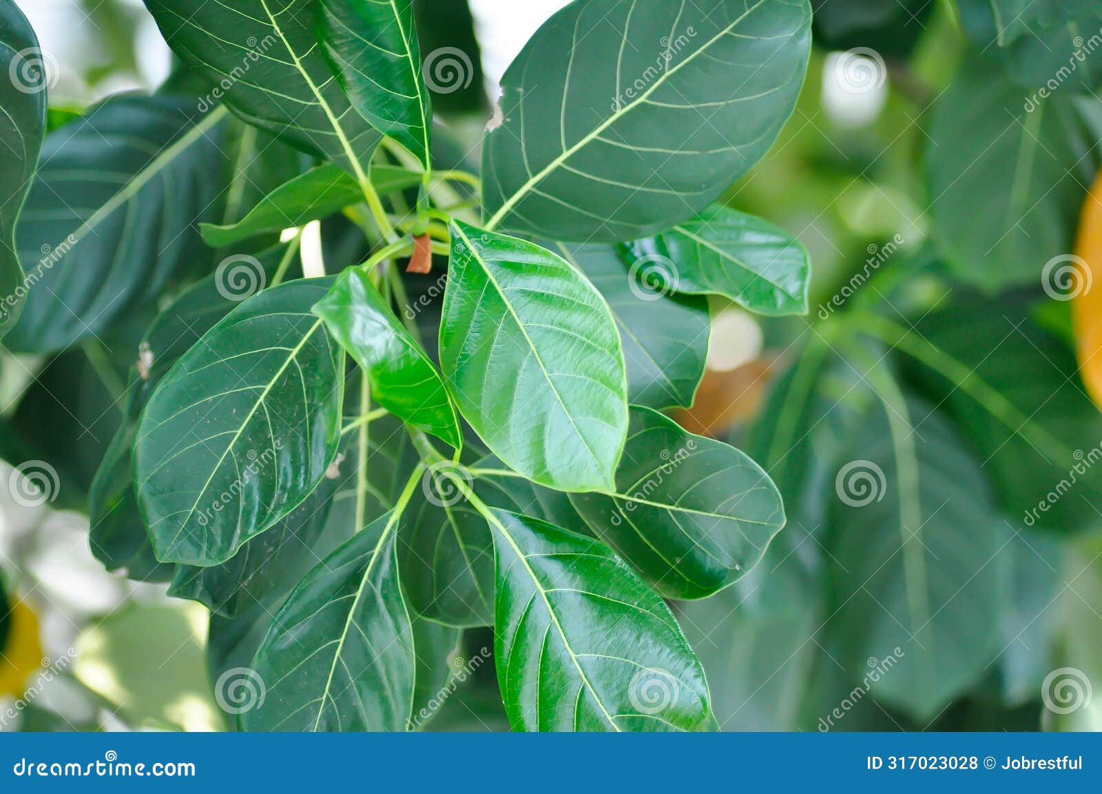 Artocarpus Heterophyllus Lam, a Heterophylla or Jackfruit or Jackfruit ...